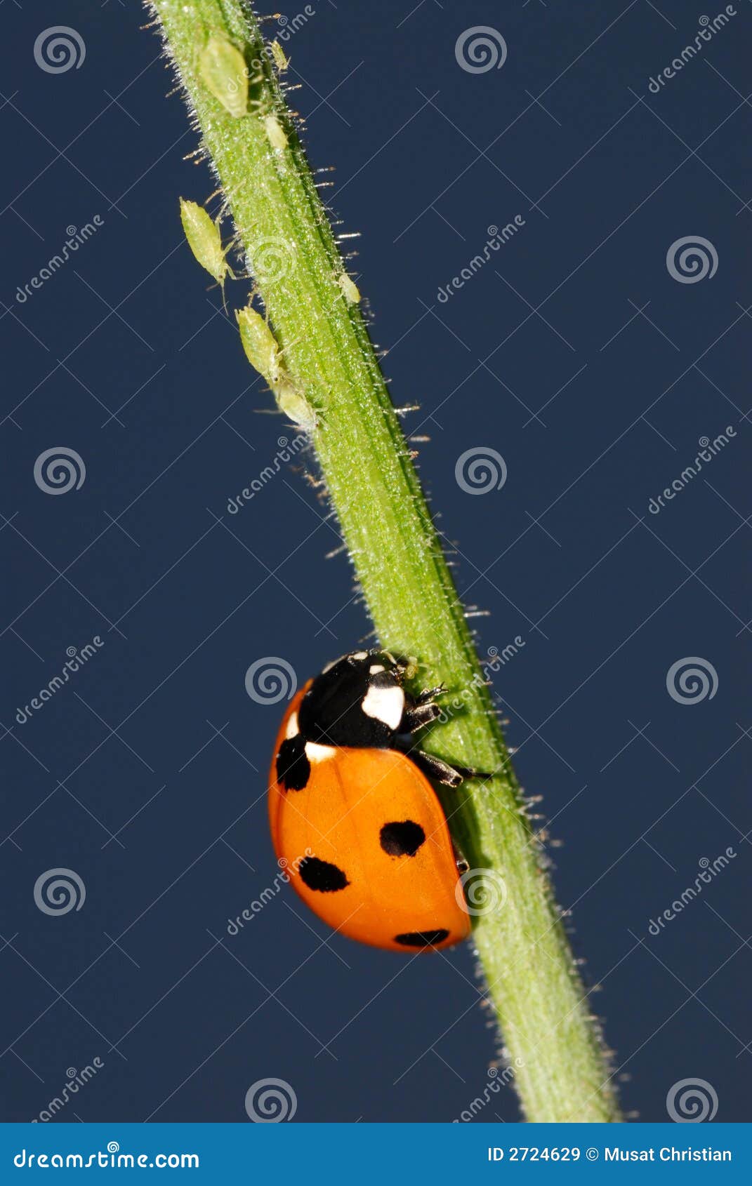 Ladybug and aphids stock image. Image of macro, devour - 2724629