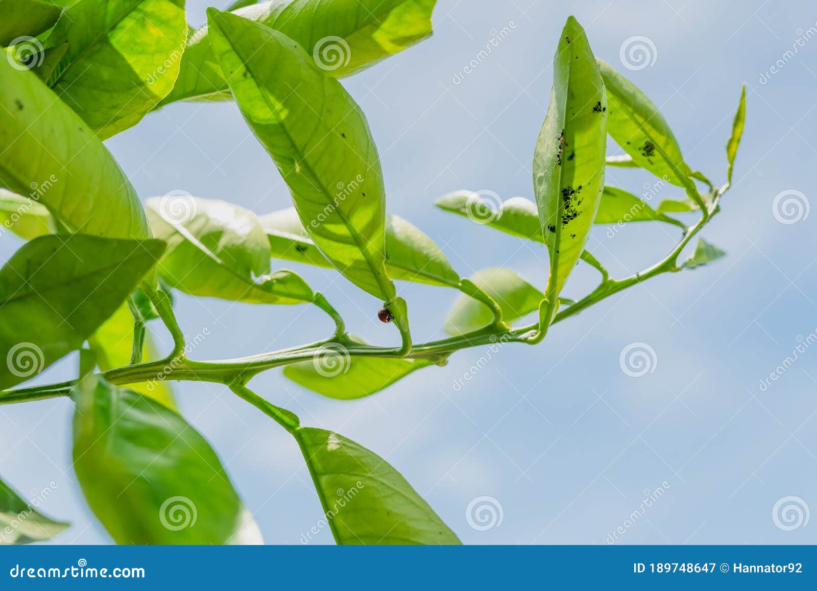 Ladybug, Aphids and Ants on Leaves of Orange Tree Stock Image - Image ...