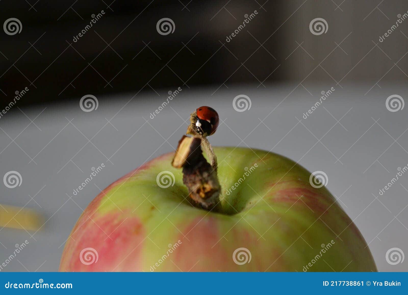 Ladybug on an apple stock image. Image of amazing, ripe - 217738861