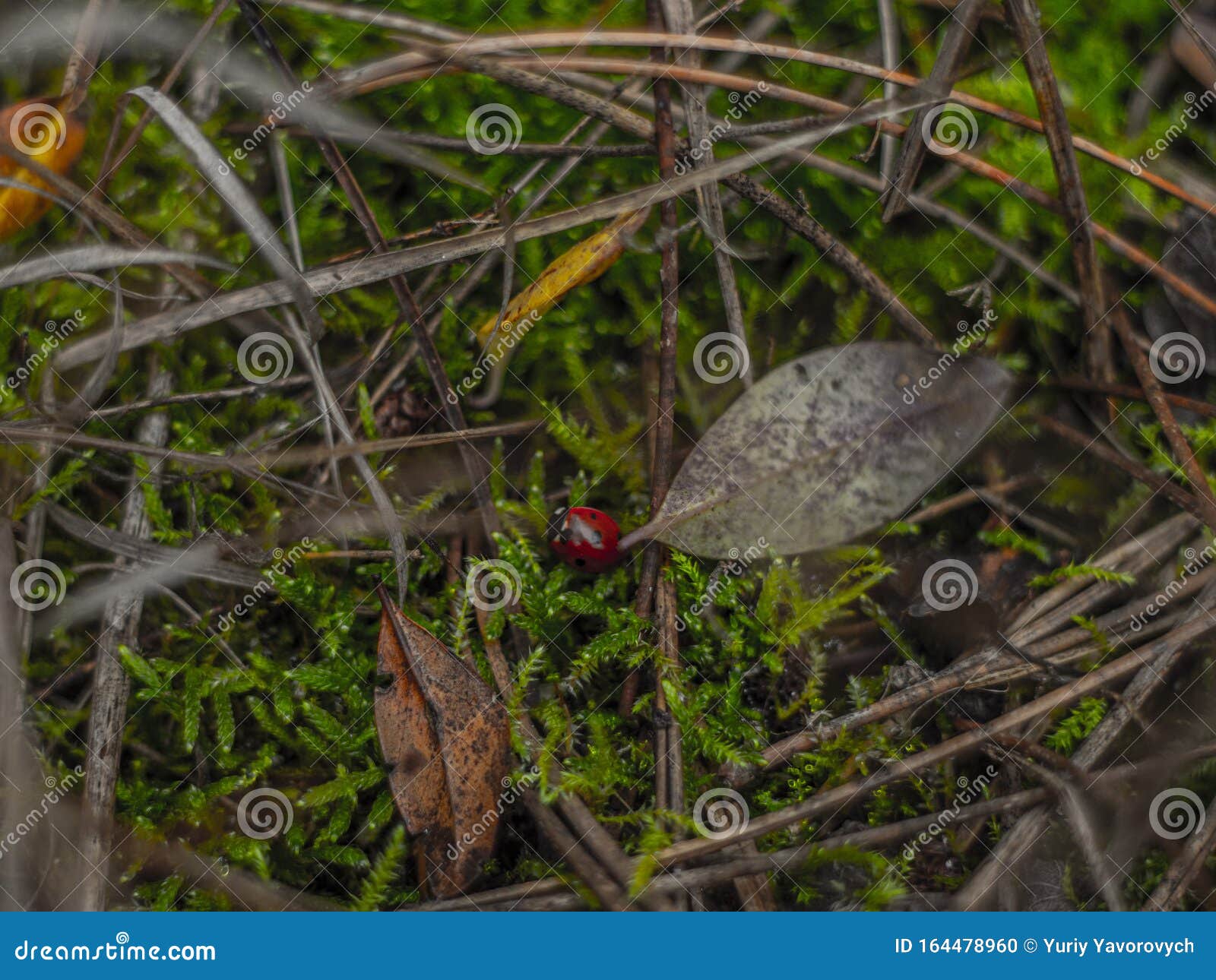 Ladybug in Autumn Foliage on Green Grass in the Forest Stock Photo ...