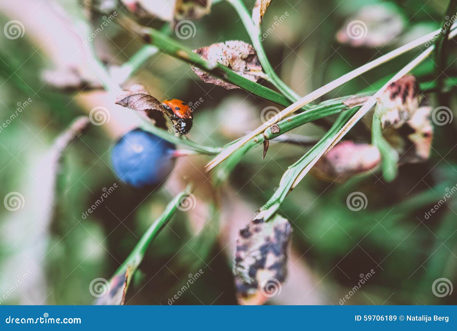 Ladybug in autumn forest stock image. Image of season - 59706189