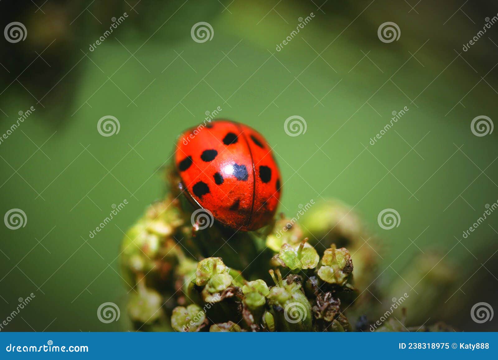 Ladybug from Backside on Seeding Cowsnip Stock Image - Image of colour ...