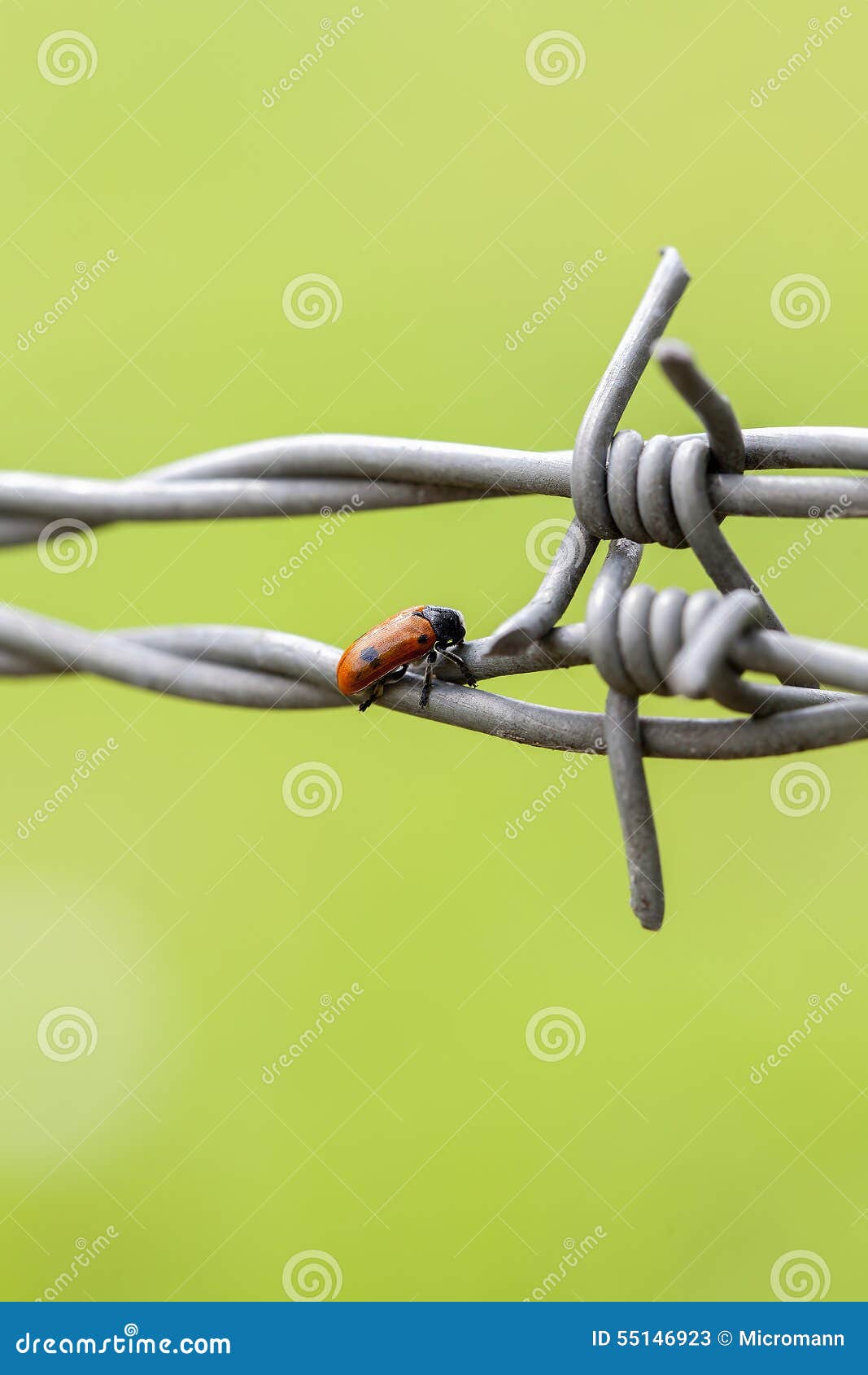 Ladybug - barbed wire stock image. Image of death, protection - 55146923