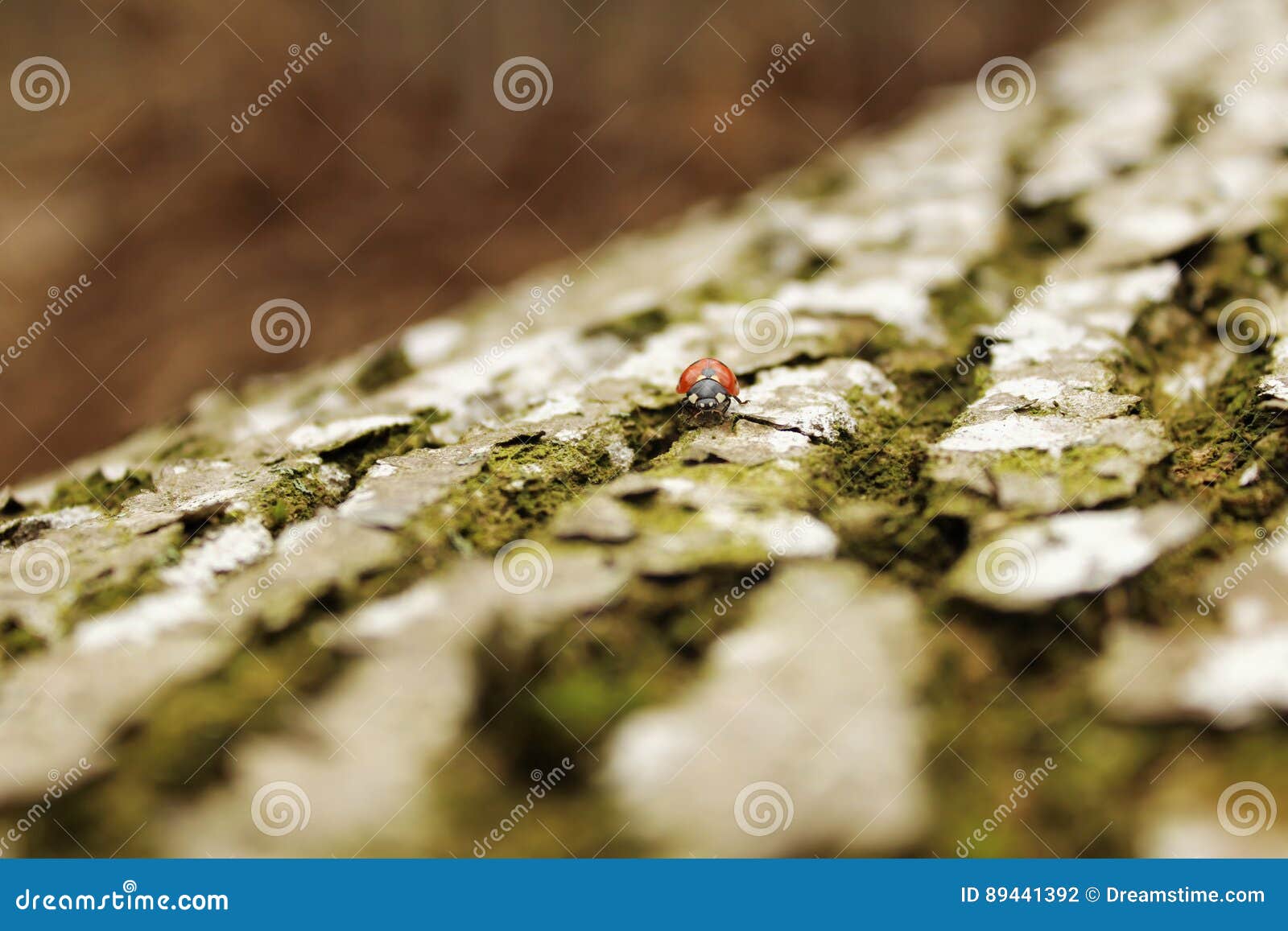 Ladybug on the bark stock photo. Image of macro, forest - 89441392