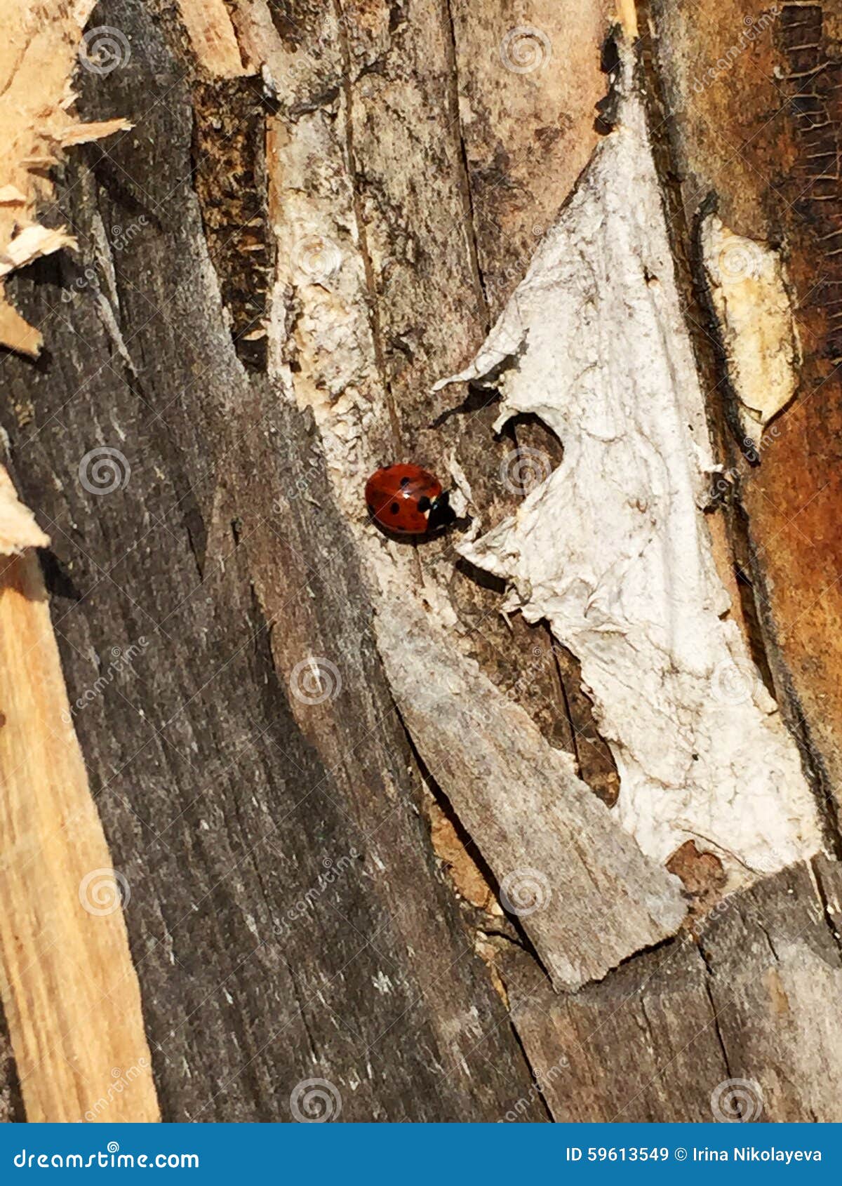 Ladybug on the Bark of a Tree in Autumn Stock Image - Image of mood ...