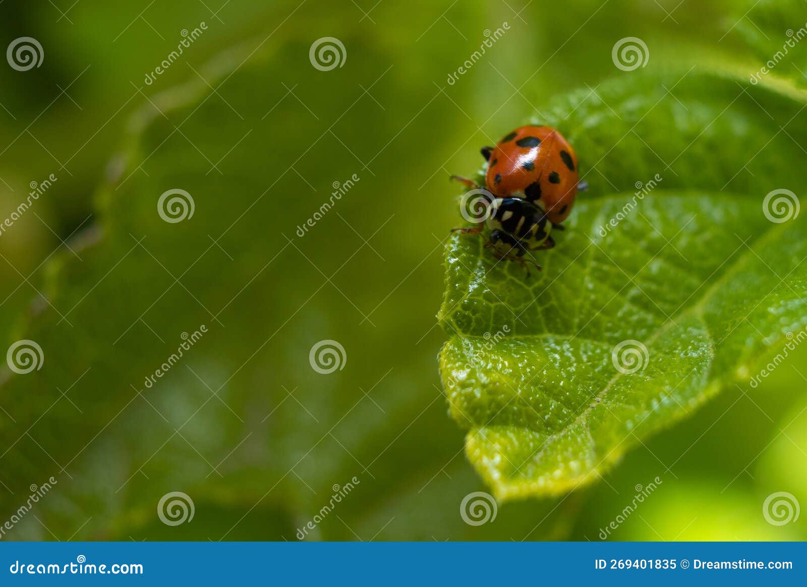 Ladybug Basking in the Afternoon Sun Stock Image - Image of honeybee ...
