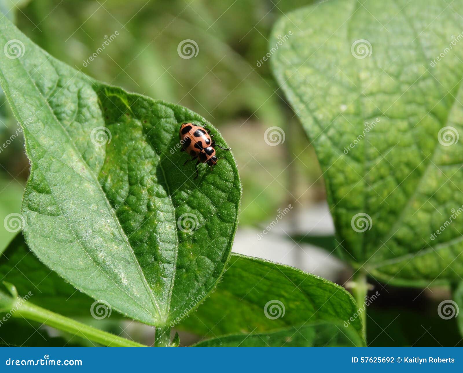 Ladybug on a Bean Plant Leaaf Stock Photo - Image of leaf, wildlife ...