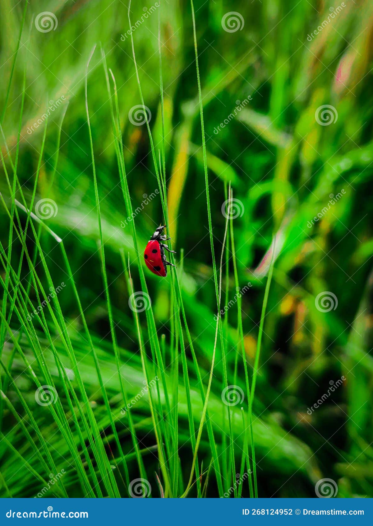 Ladybug stock photo. Image of grassland, invertebrate - 268124952