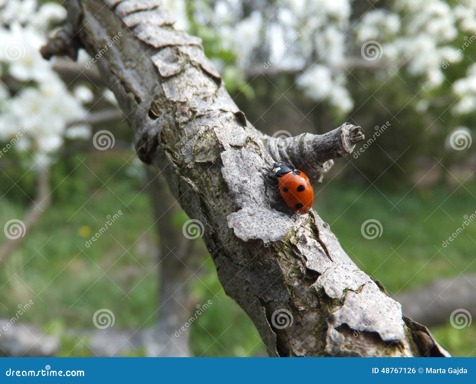 A ladybug stock photo. Image of tree, ladybugs, insect - 48767126
