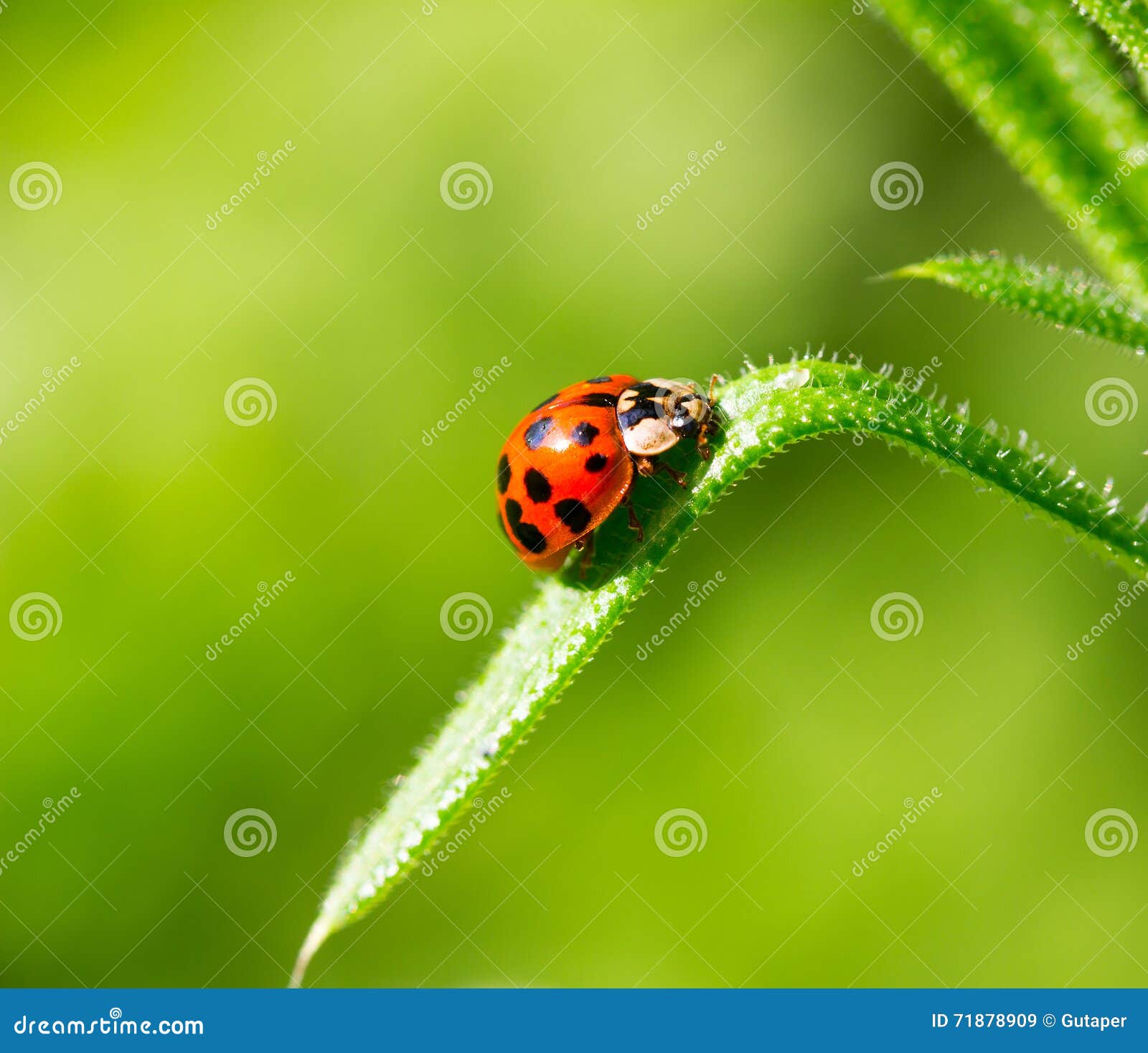 Ladybug Beetle On Tree Branch With Green Leaves Stock Image ...