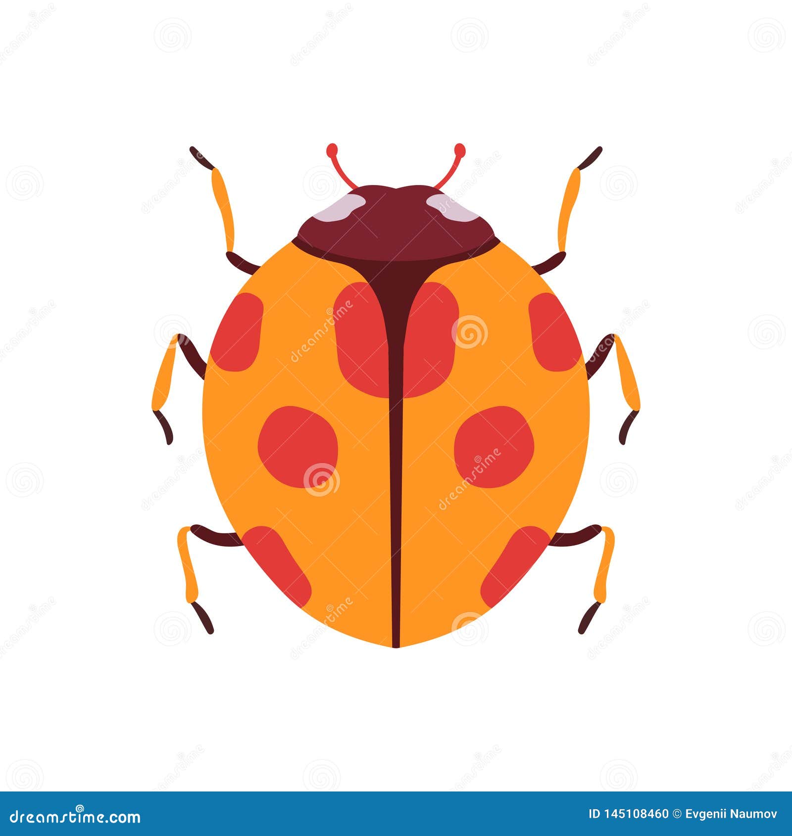 Ladybug Beetle Insect, Bug Top View Flat Vector Illustration Stock ...