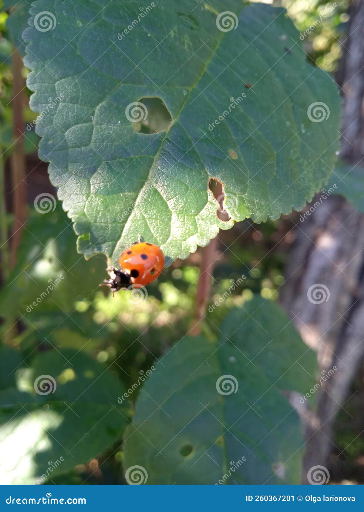 Ladybug Beetle Sits on a Leaf. Stock Image - Image of fruit ... Ladybug Beetle Sits on a Leaf. Stock Image - Image of fruit ...