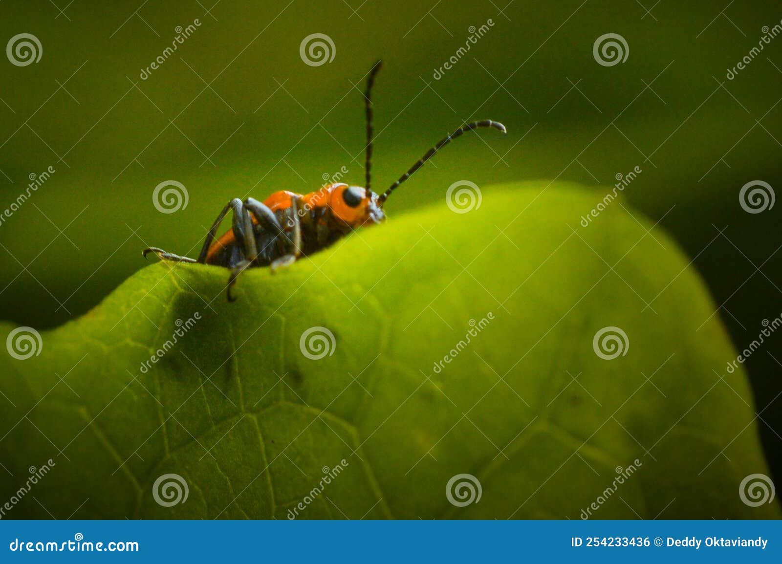 Ladybug behind the leaf stock photo. Image of invertebrate - 254233436
