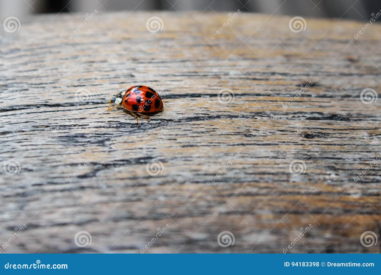 Ladybug on the bench stock photo. Image of colorful, color - 94183398
