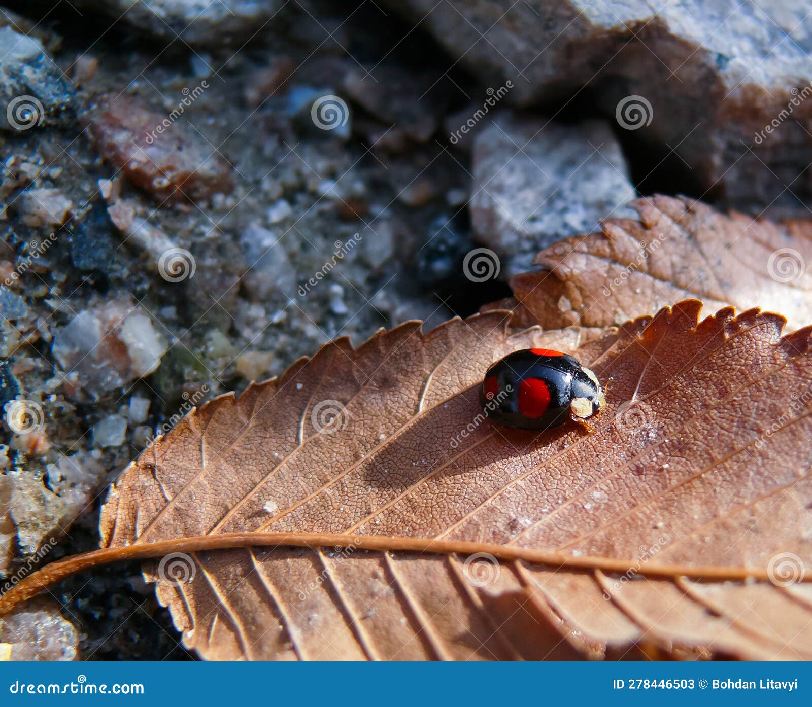A Ladybug With Black Spots Happily Eats Stock Image | CartoonDealer.com ...
