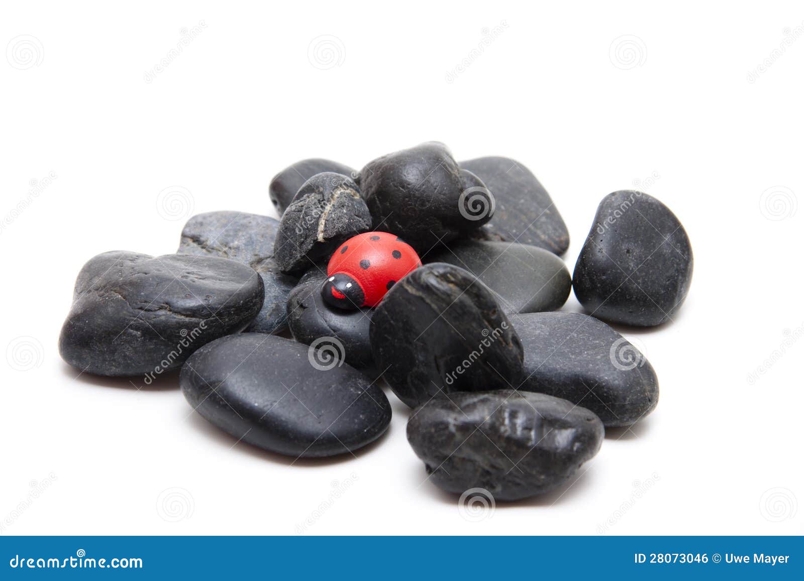 Ladybug on black stones stock photo. Image of decoration - 28073046