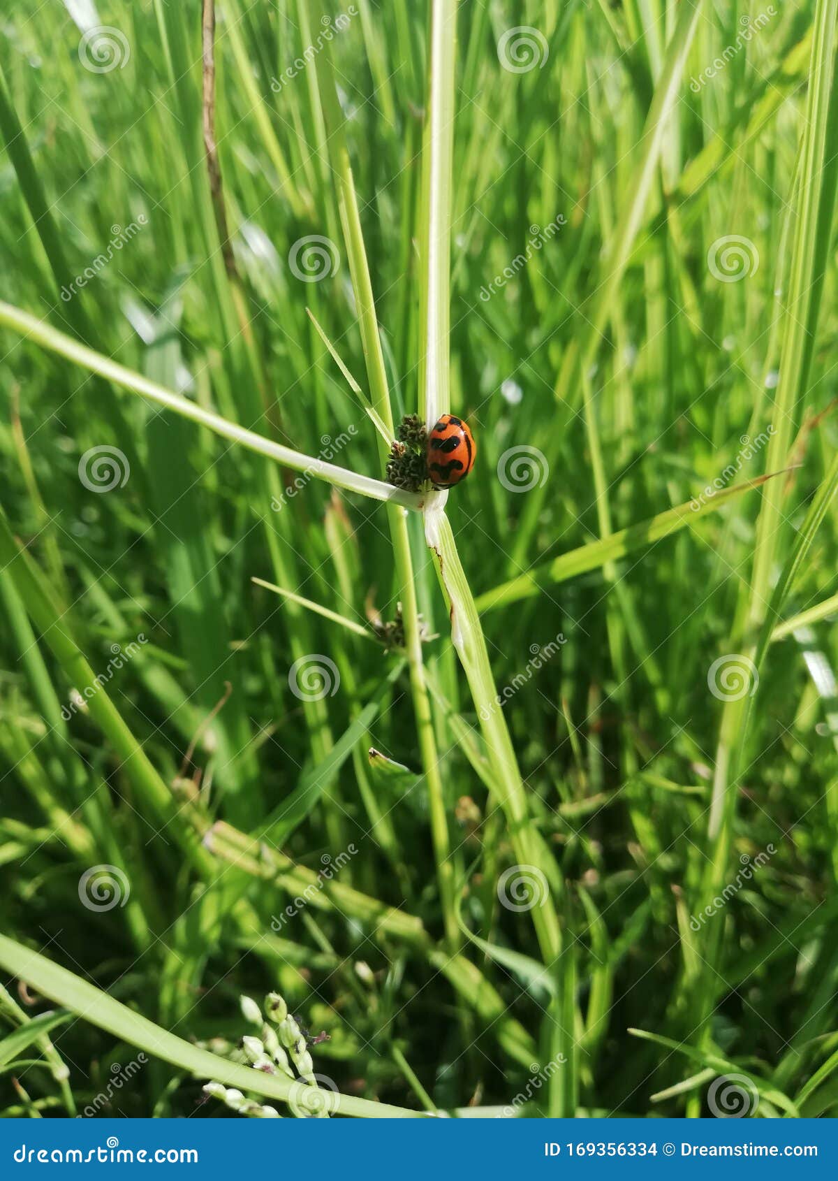 Ladybug on blade of grass stock photo. Image of blade - 169356334