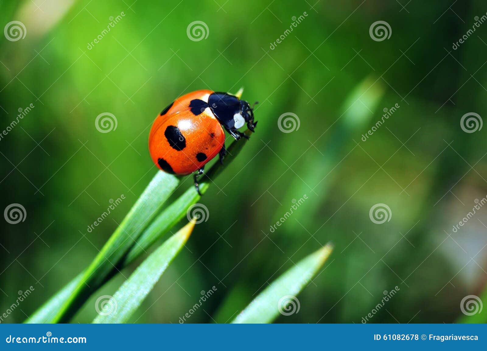 Ladybug on a Blade of Grass Stock Photo - Image of blade, nature: 61082678