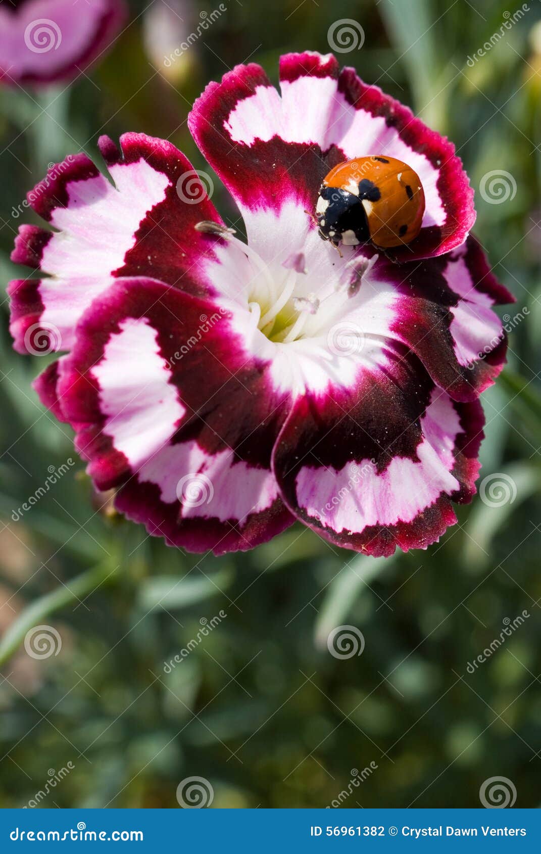 Ladybug stock photo. Image of dianthus, flower, green - 56961382