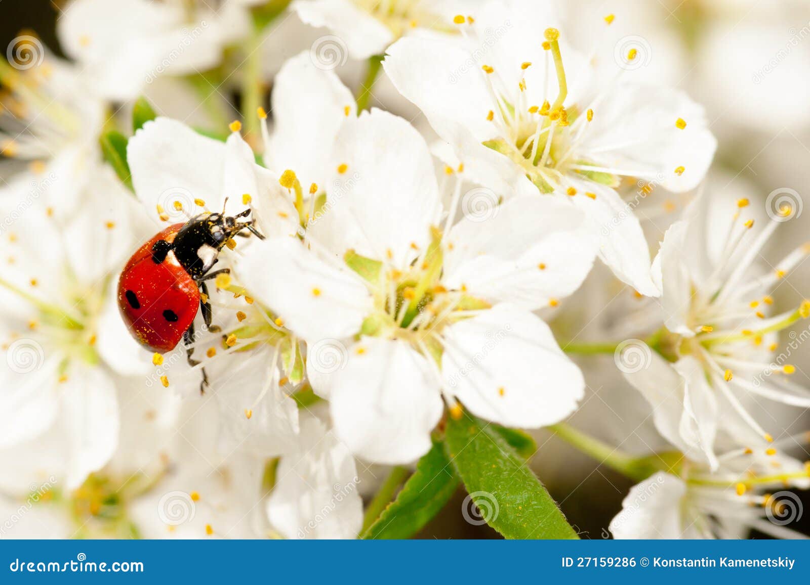 Ladybug on Blooming Fruit Tree Branches Stock Photo - Image of spring ...