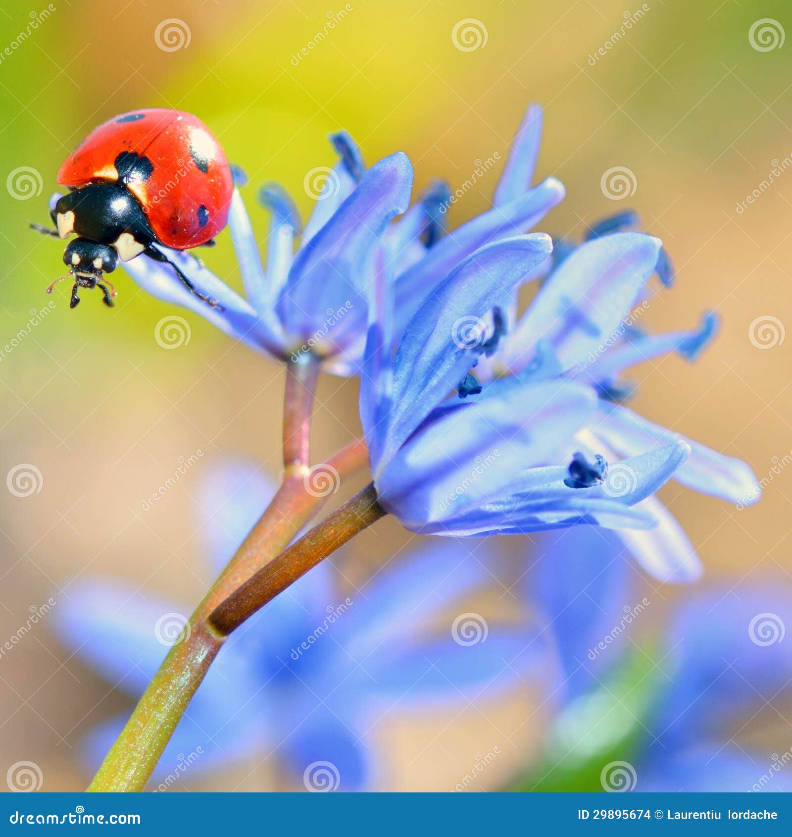 Ladybug on blue flower stock photo. Image of spring, ladybug - 29895674