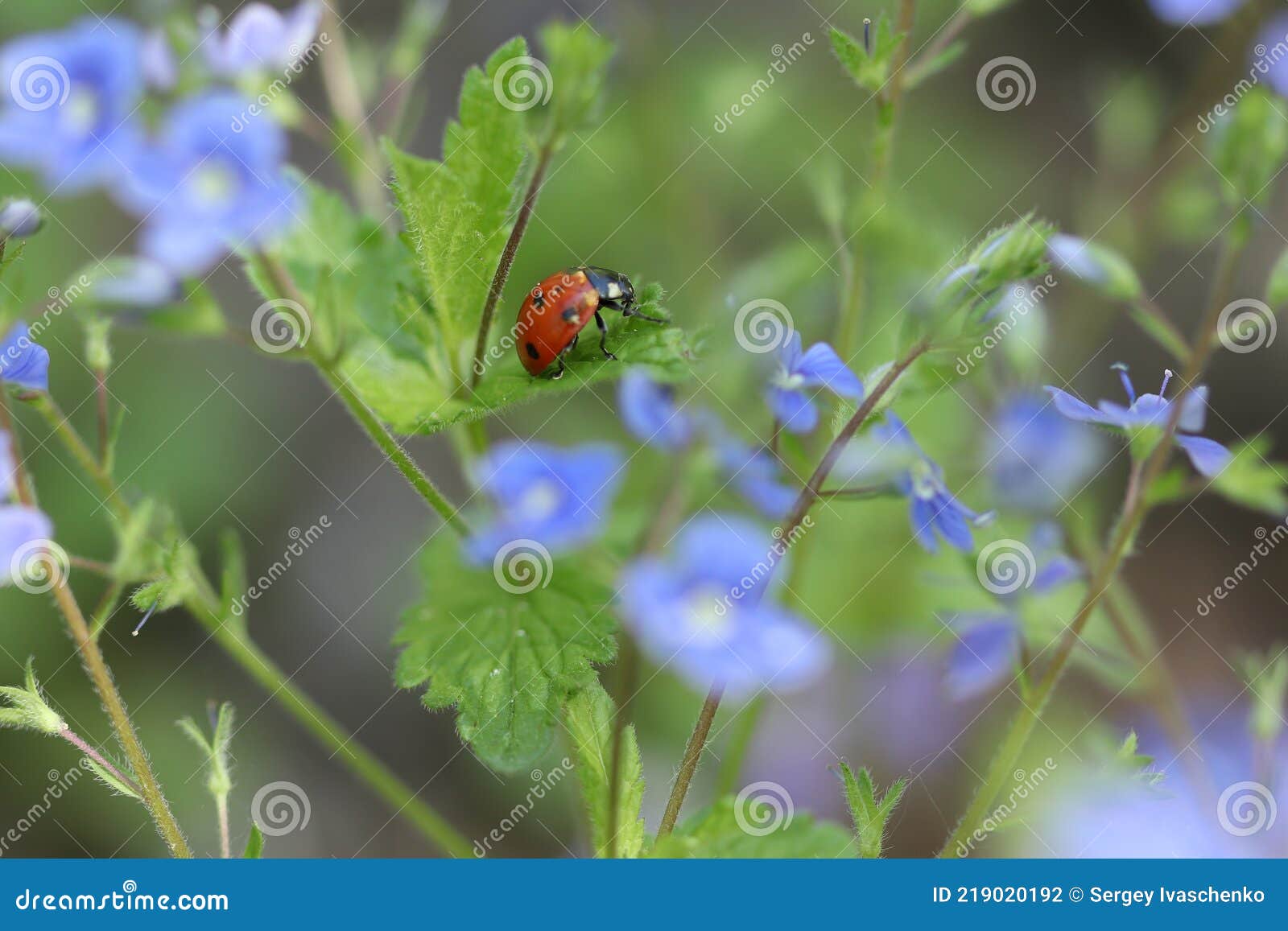 Ladybug among Blue Flowers. Stock Photo - Image of flora, closeup ...