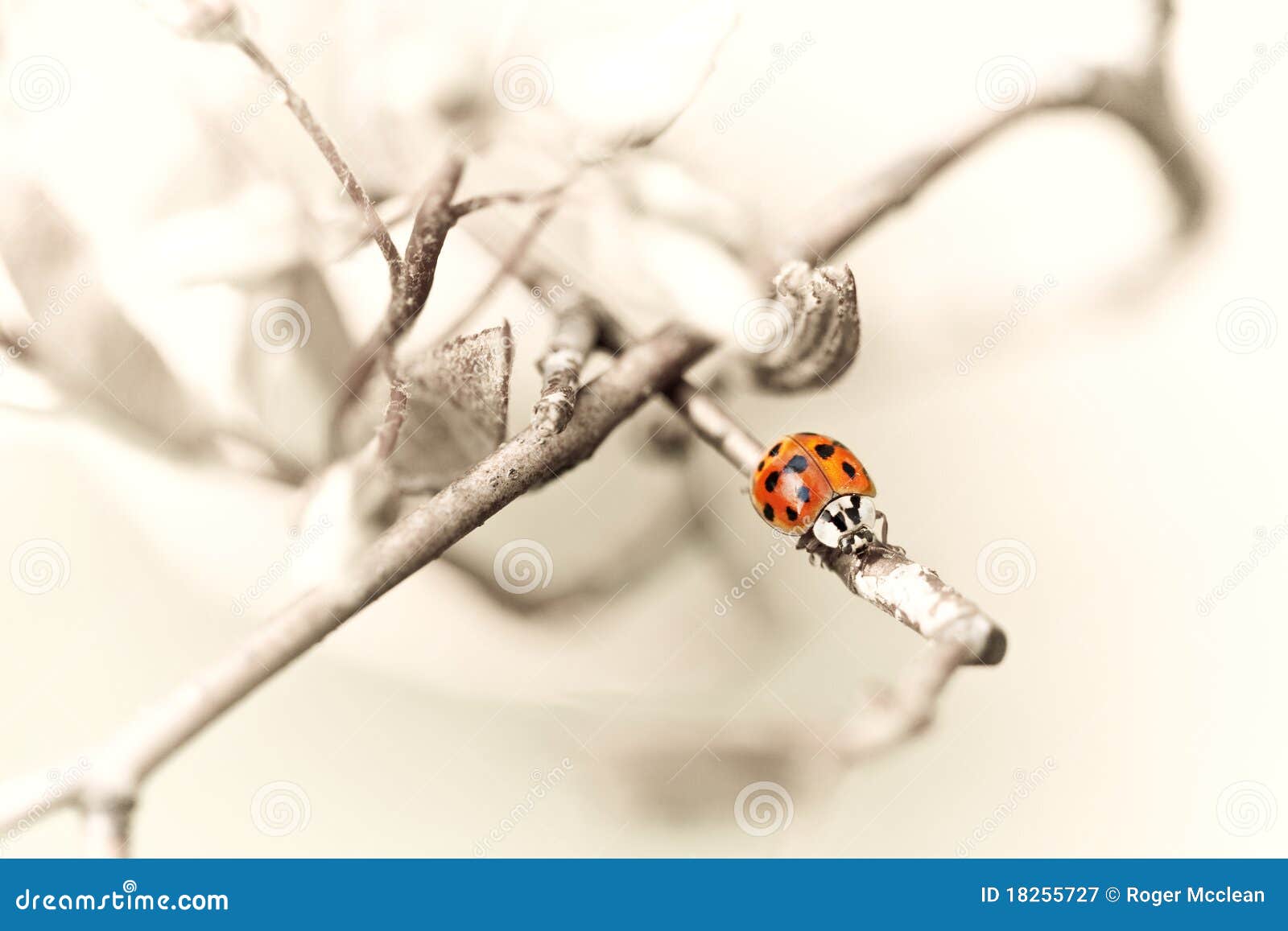 Ladybug on branch stock image. Image of creature, outdoors - 18255727