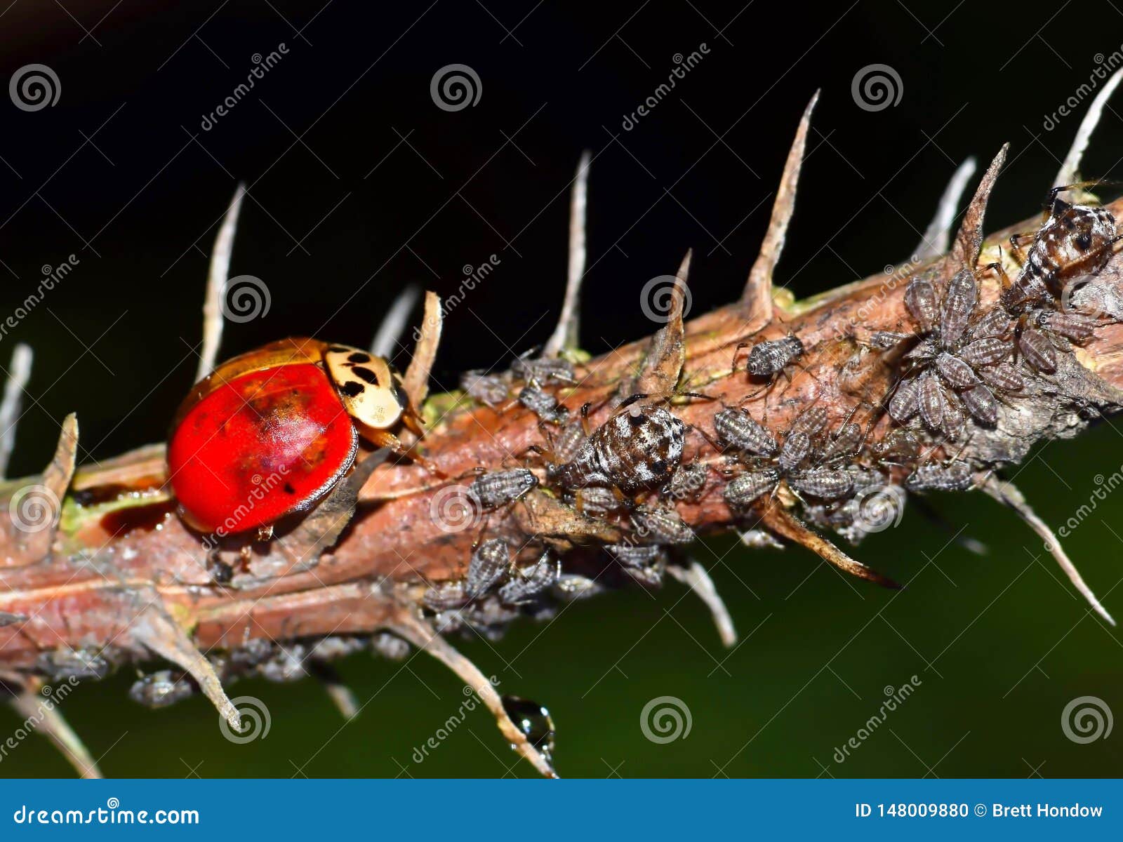 Ladybug on a Branch with Aphids. Stock Photo - Image of animal, branch ...