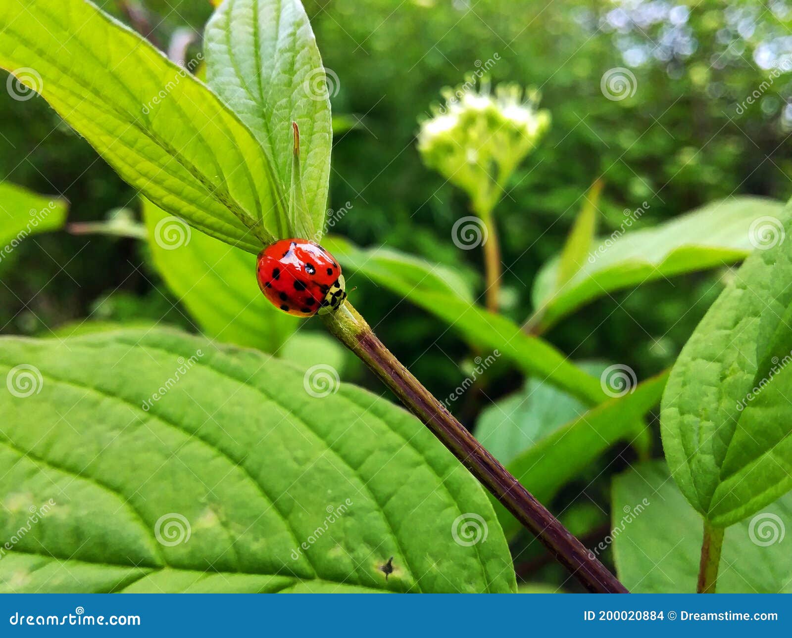 Ladybug on a Branch of a Bush Stock Photo - Image of life, ladybug ...