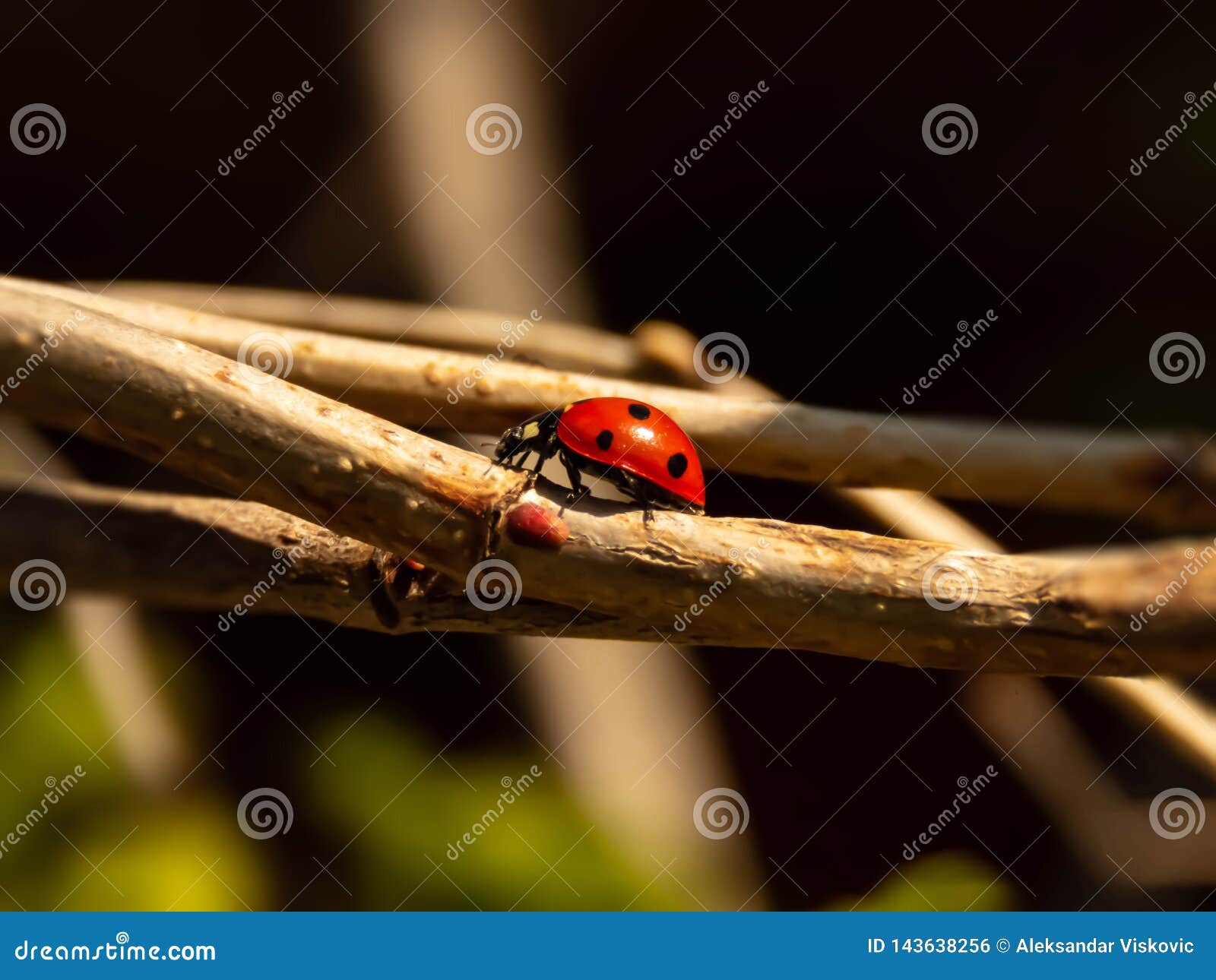 Ladybug on a Branch stock photo. Image of wildlife, outdoor - 143638256