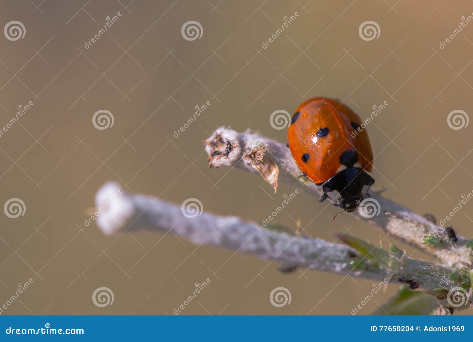 Ladybug on branch stock photo. Image of closeup, detail - 77650204