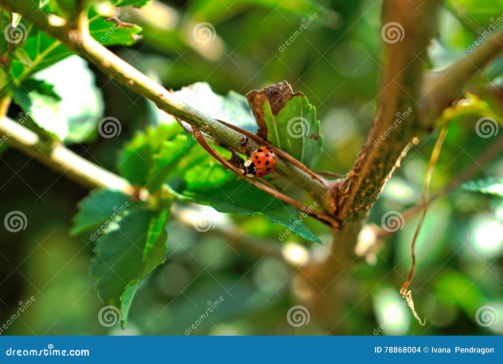 Ladybug on a Branch stock photo. Image of nature, leaves - 78868004