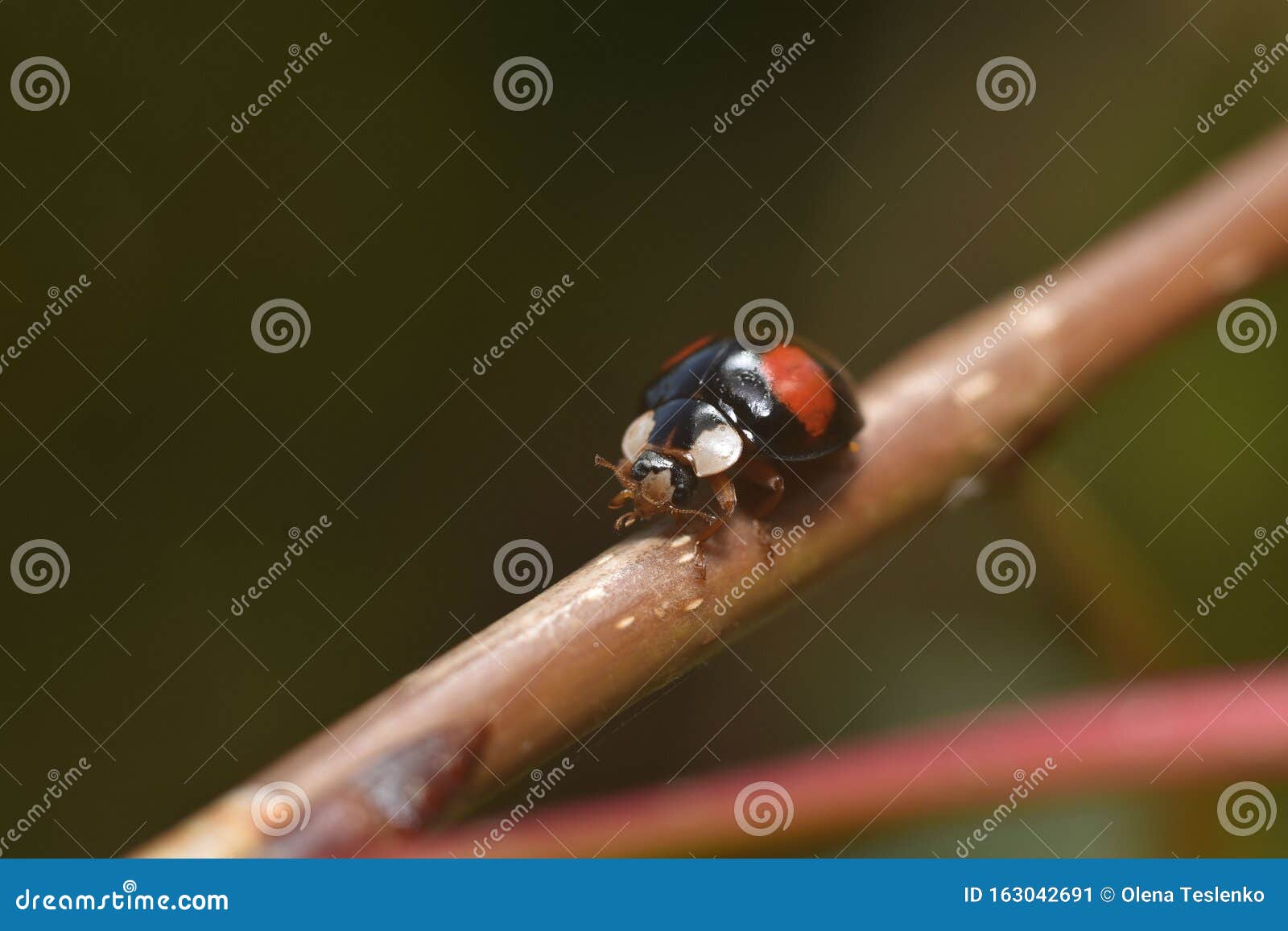 Ladybug on a Branch of Tree Close Up Stock Image - Image of meadow ...