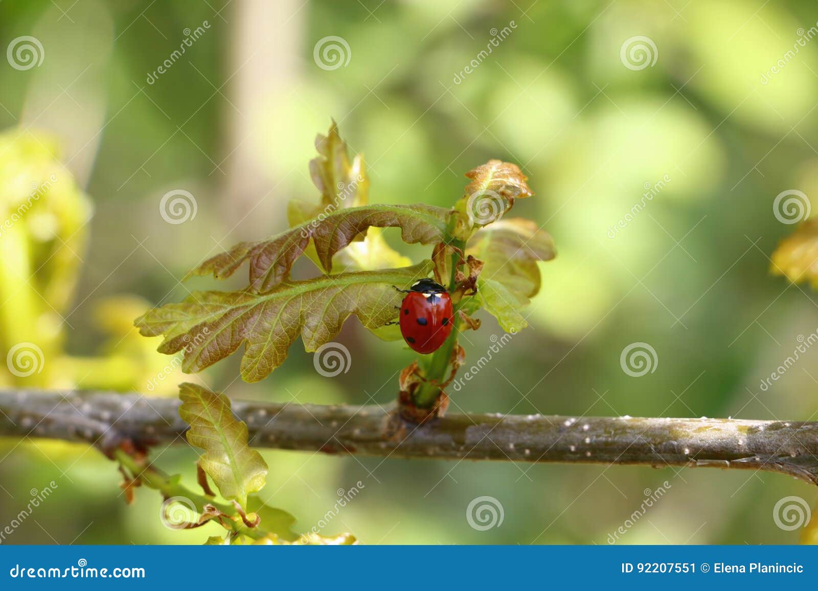 Ladybug on branch stock image. Image of leaf, garden - 92207551