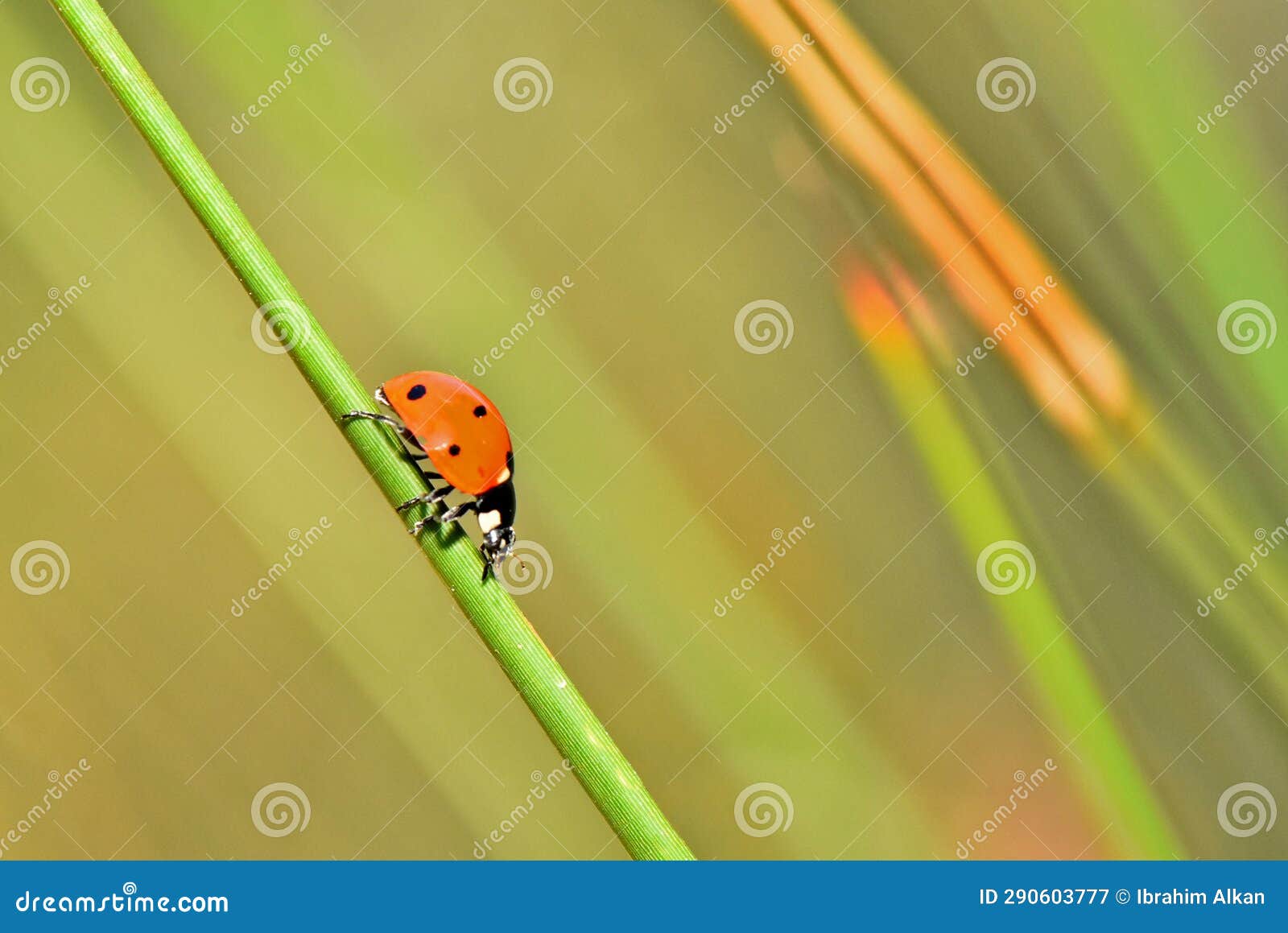 Ladybug on a branch stock image. Image of walking, orange - 290603777