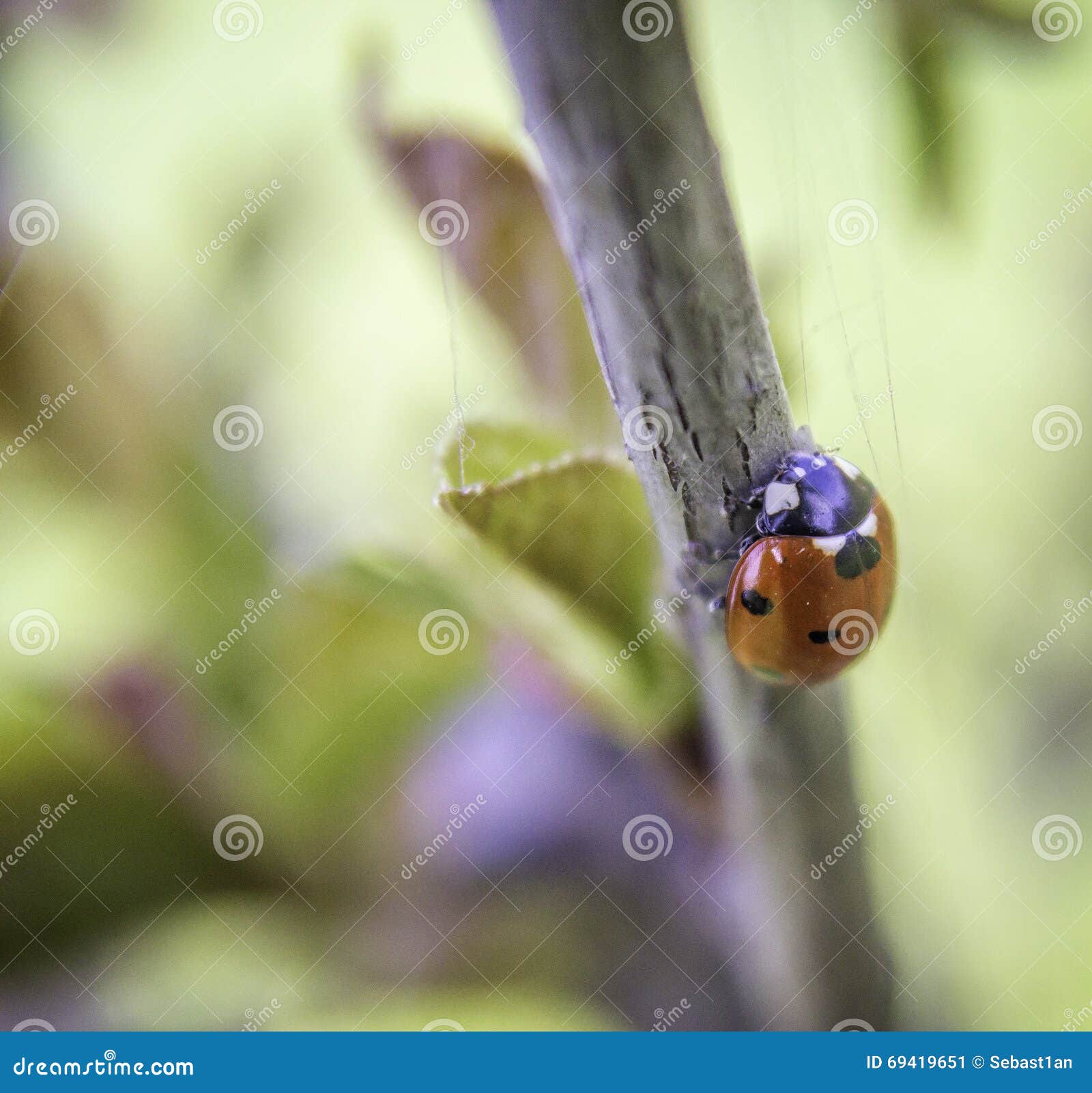 Ladybug On Branch Stock Image | CartoonDealer.com #92207551
