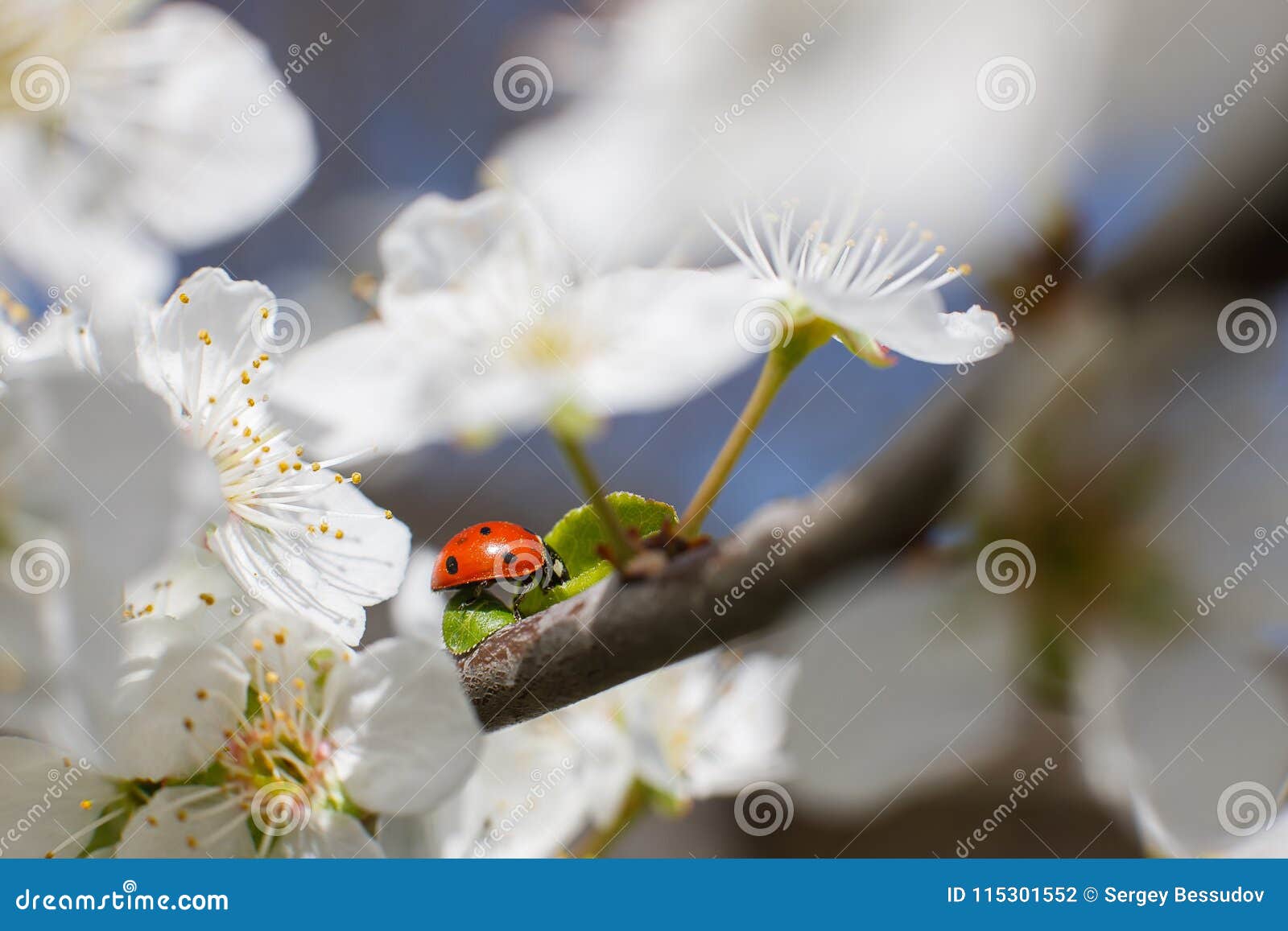 Ladybug on the Branches of a Blossoming Fruit Tree. Red Ladybird Stock ...
