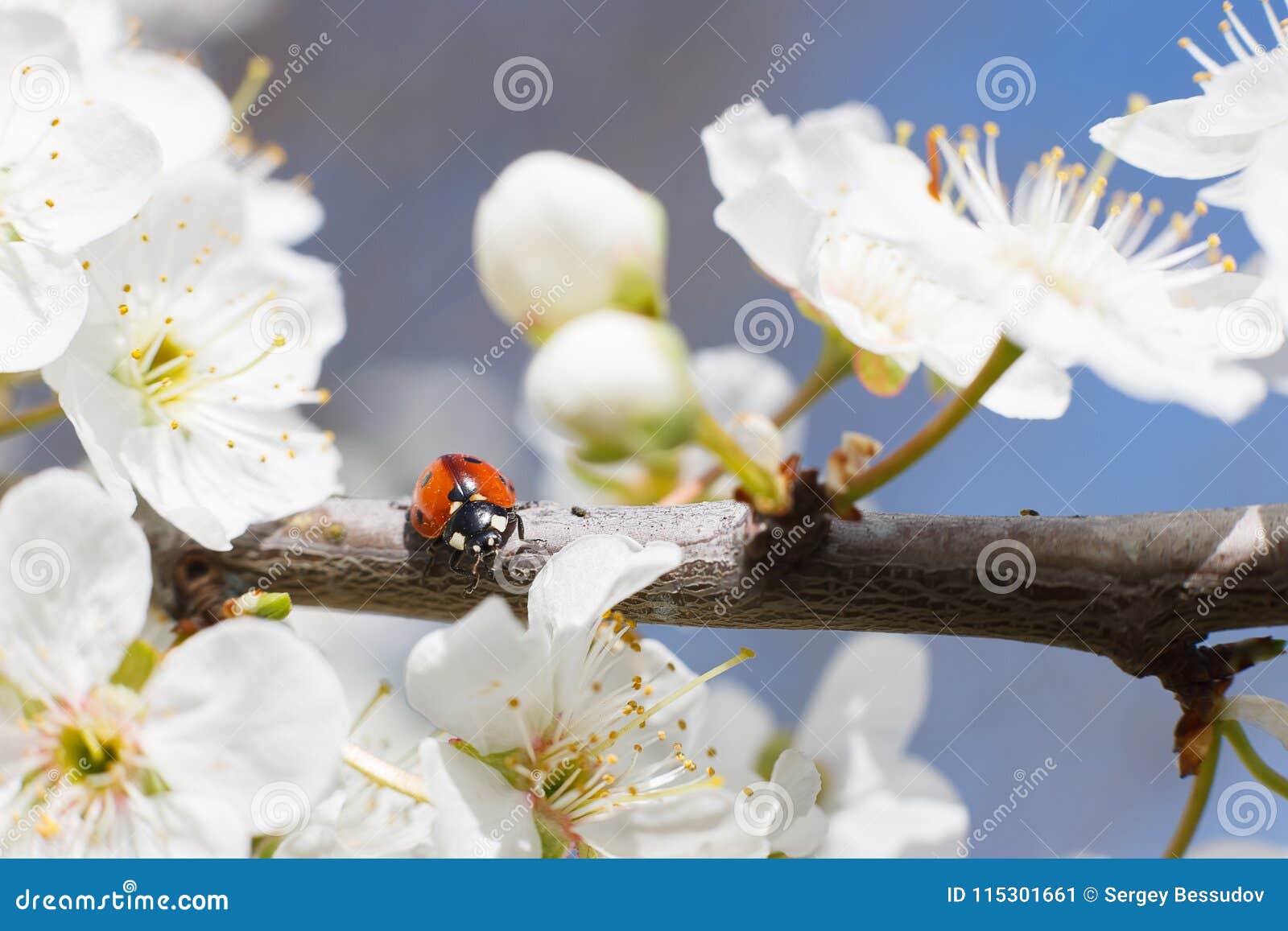 Ladybug on the Branches of a Blossoming Fruit Tree. Red Ladybird Stock ...