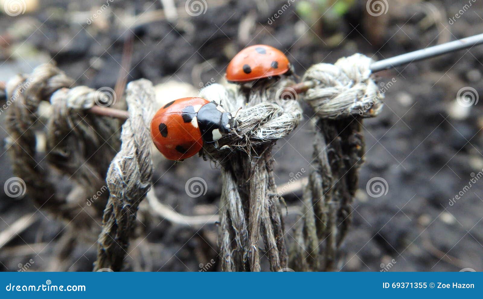 Ladybug Bridge stock image. Image of garden, ladybird - 69371355