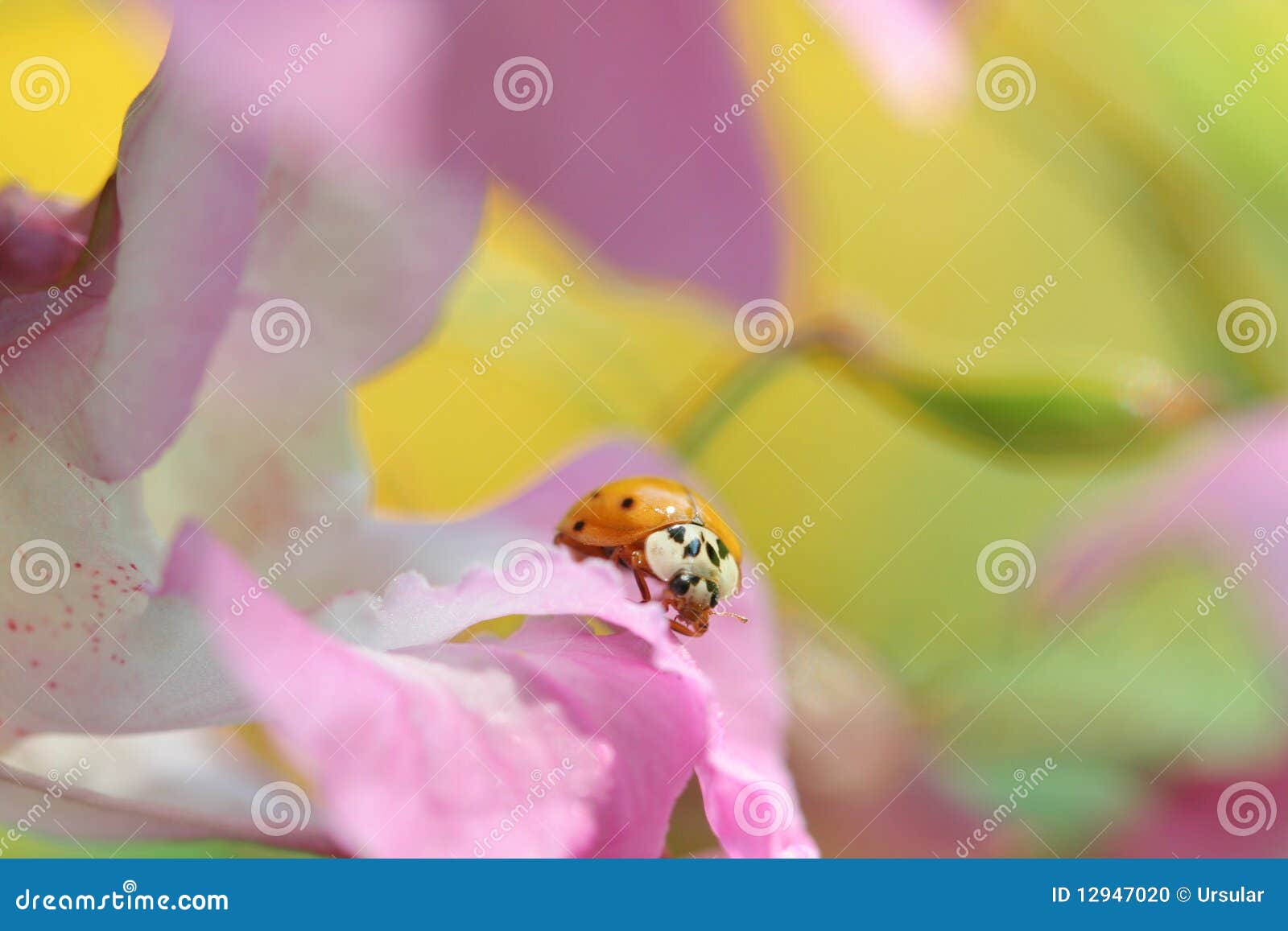 Ladybug in Bright Color stock photo. Image of flowers - 12947020