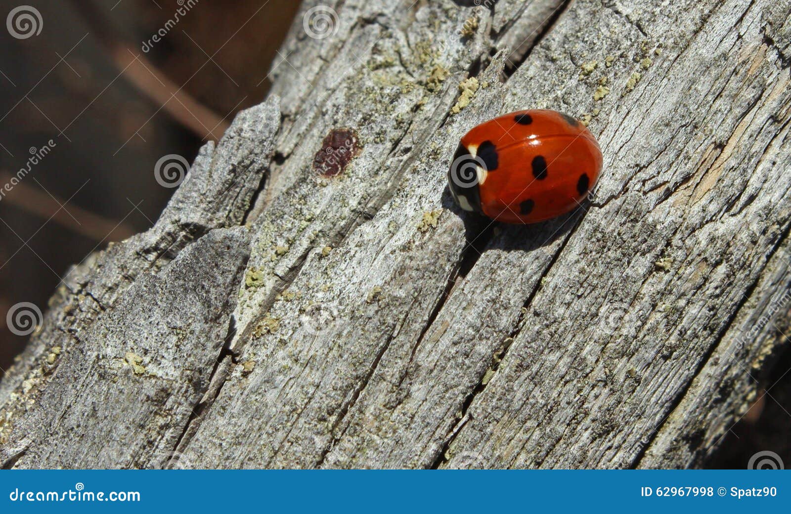 Ladybug stock photo. Image of bugs, insects, bark, ladybug - 62967998
