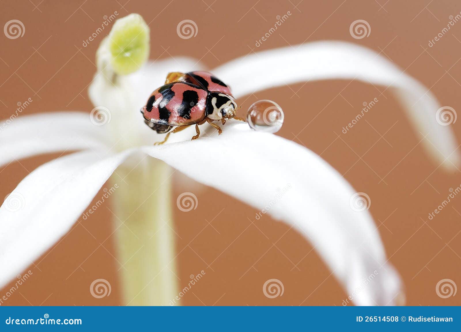 Ladybug and bubble stock photo. Image of bubble, water - 26514508