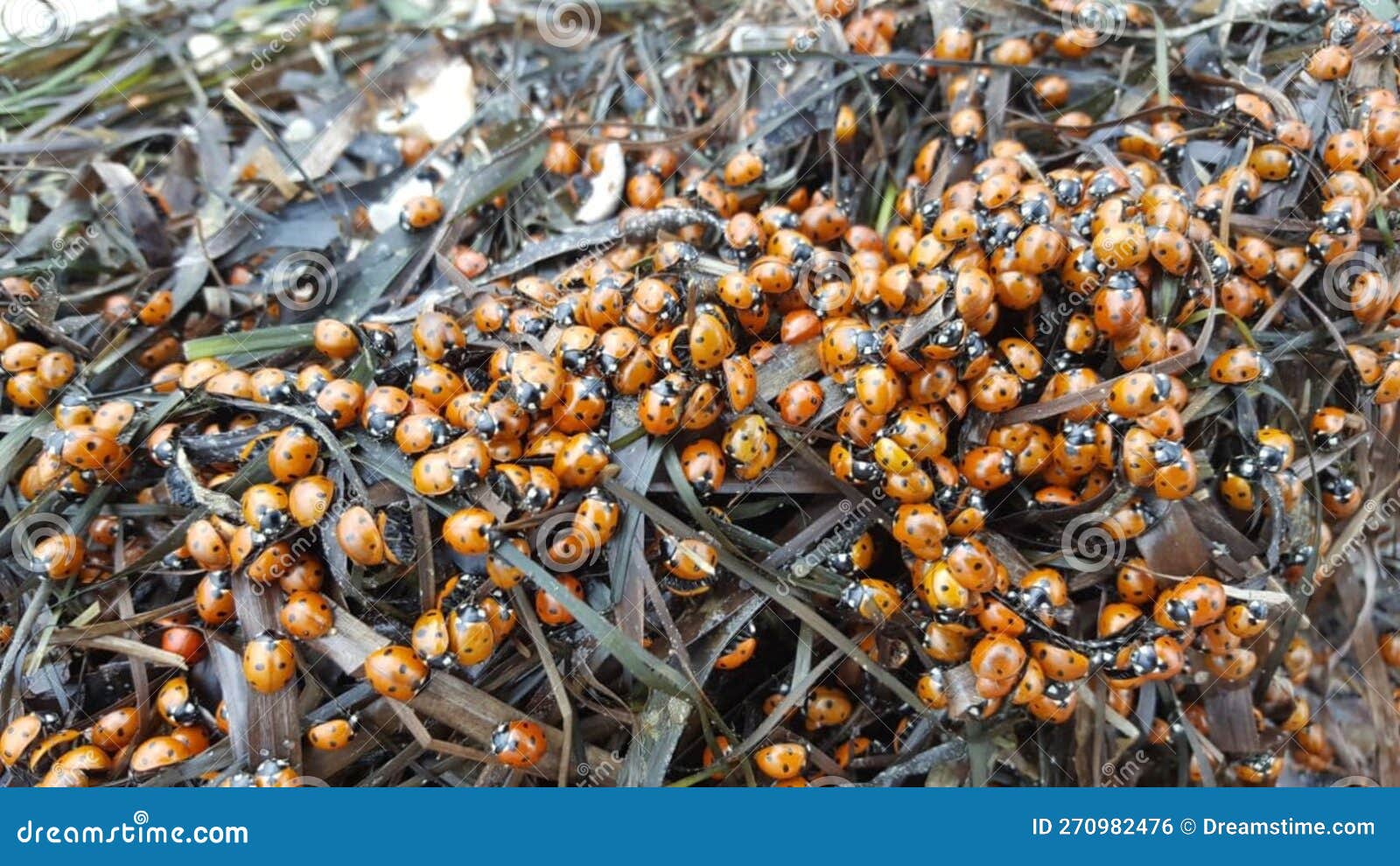 Ladybug bug stock photo. Image of flower, produce, plant - 270982476