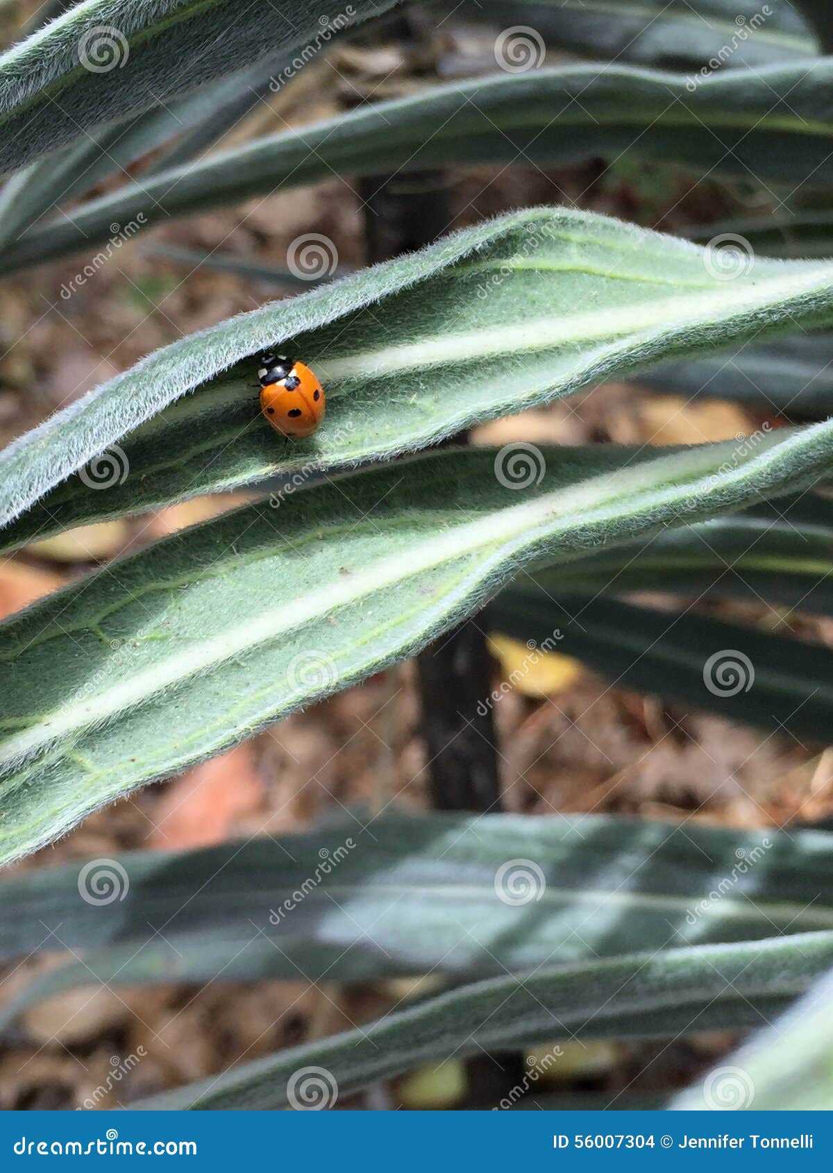 Ladybug stock photo. Image of plant, ladybug, silver - 56007304