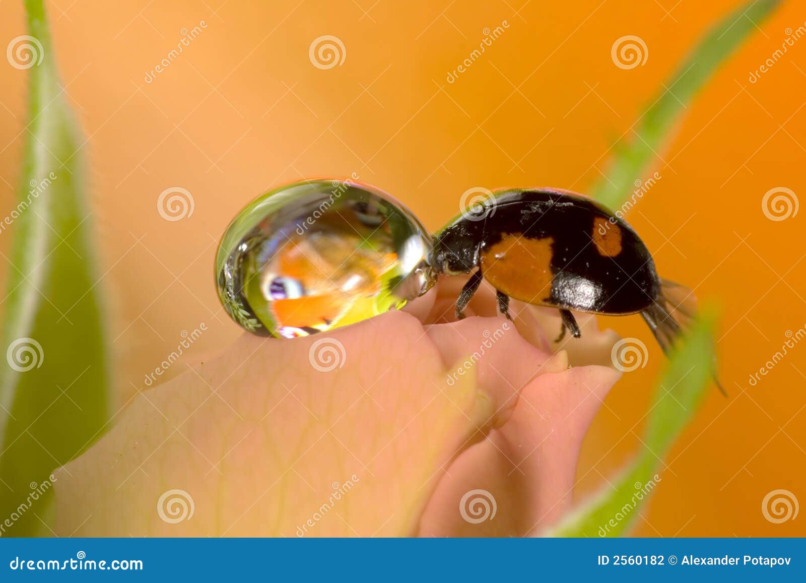 Ladybug and butterfly stock photo. Image of ladybug, beetle - 2560182