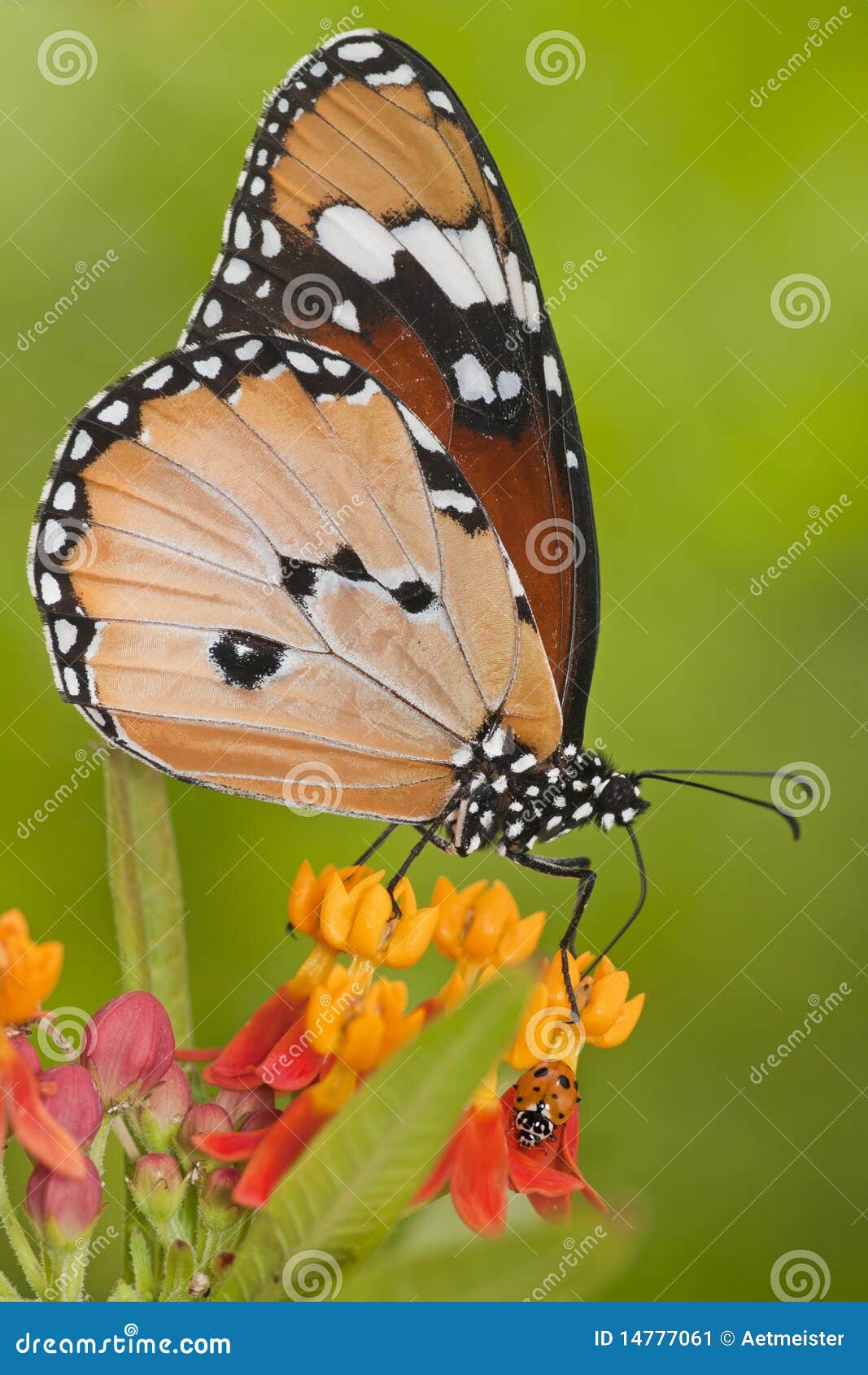 Ladybug and Butterfly Macro Stock Image - Image of ladybug, light: 14777061