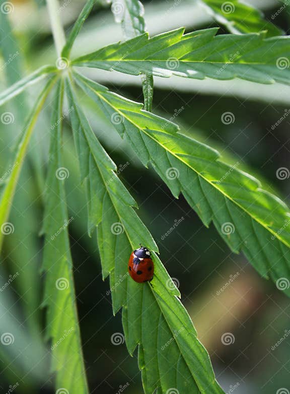 Ladybug on a cannabis leaf stock image. Image of garden - 32828671