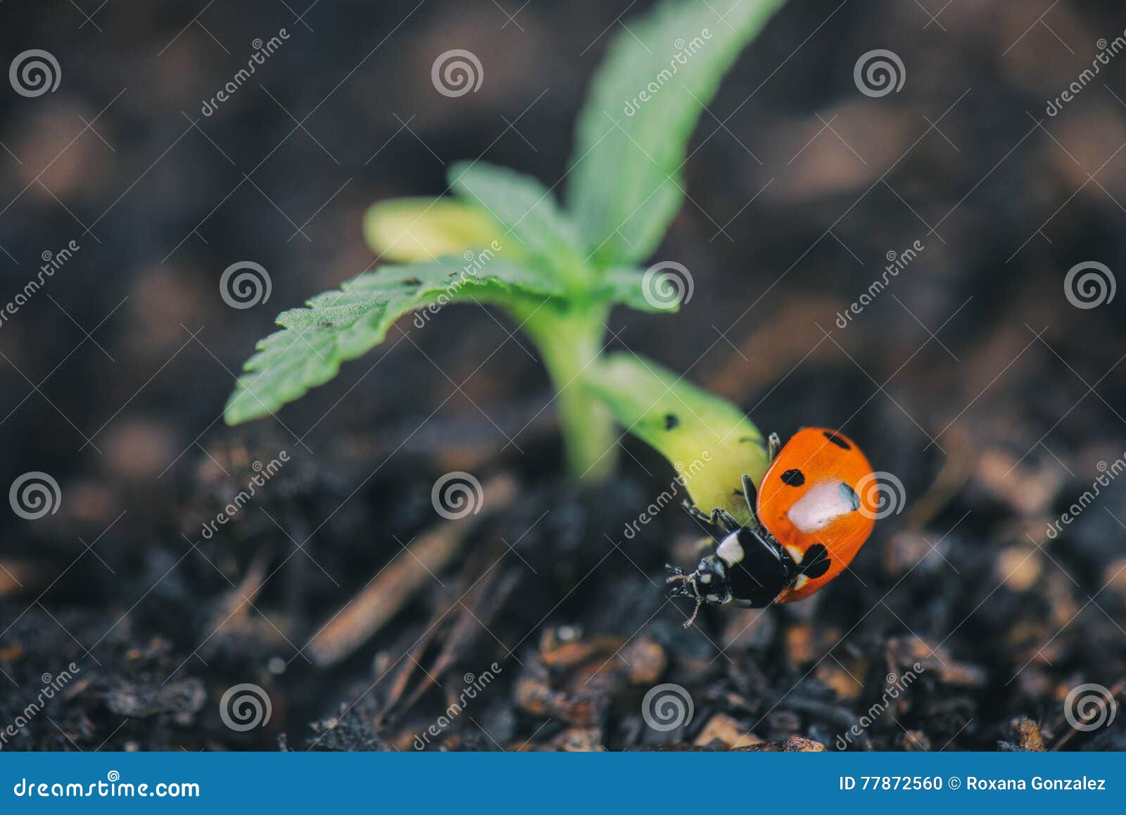 Ladybug on cannabis plant stock photo. Image of bright - 77872560