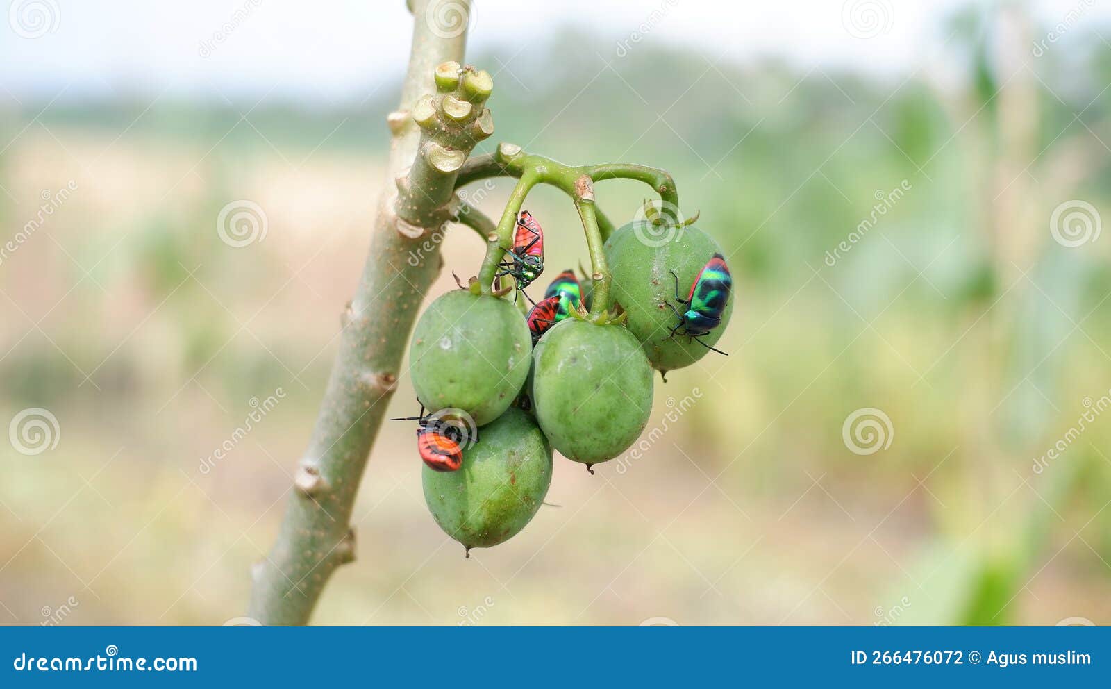 Ladybug on castor bean stock photo. Image of bean, plant - 266476072