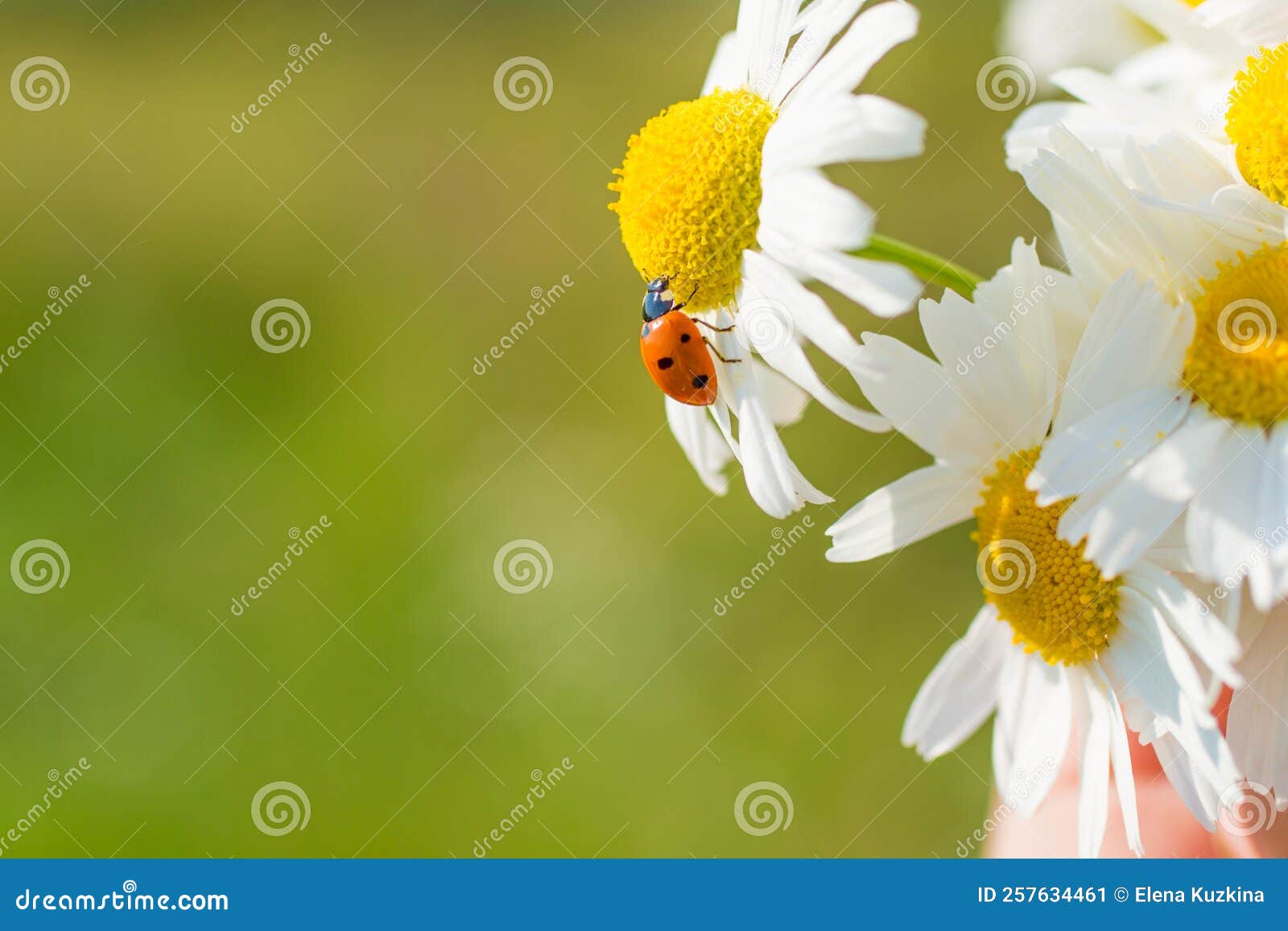 Ladybug on chamomile stock image. Image of petal, child - 257634461